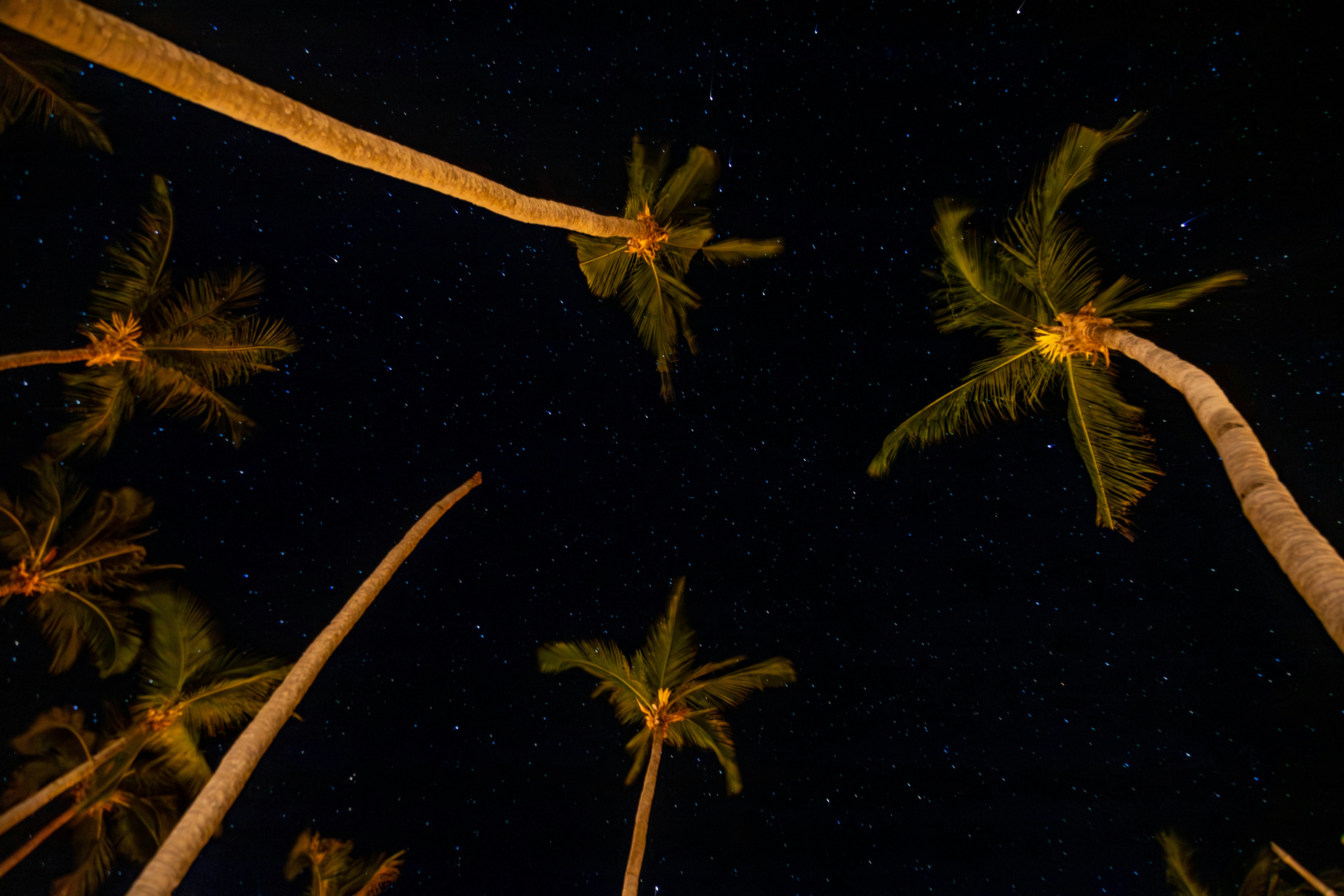 Whispers of the Night Sky Among Palm Fronds