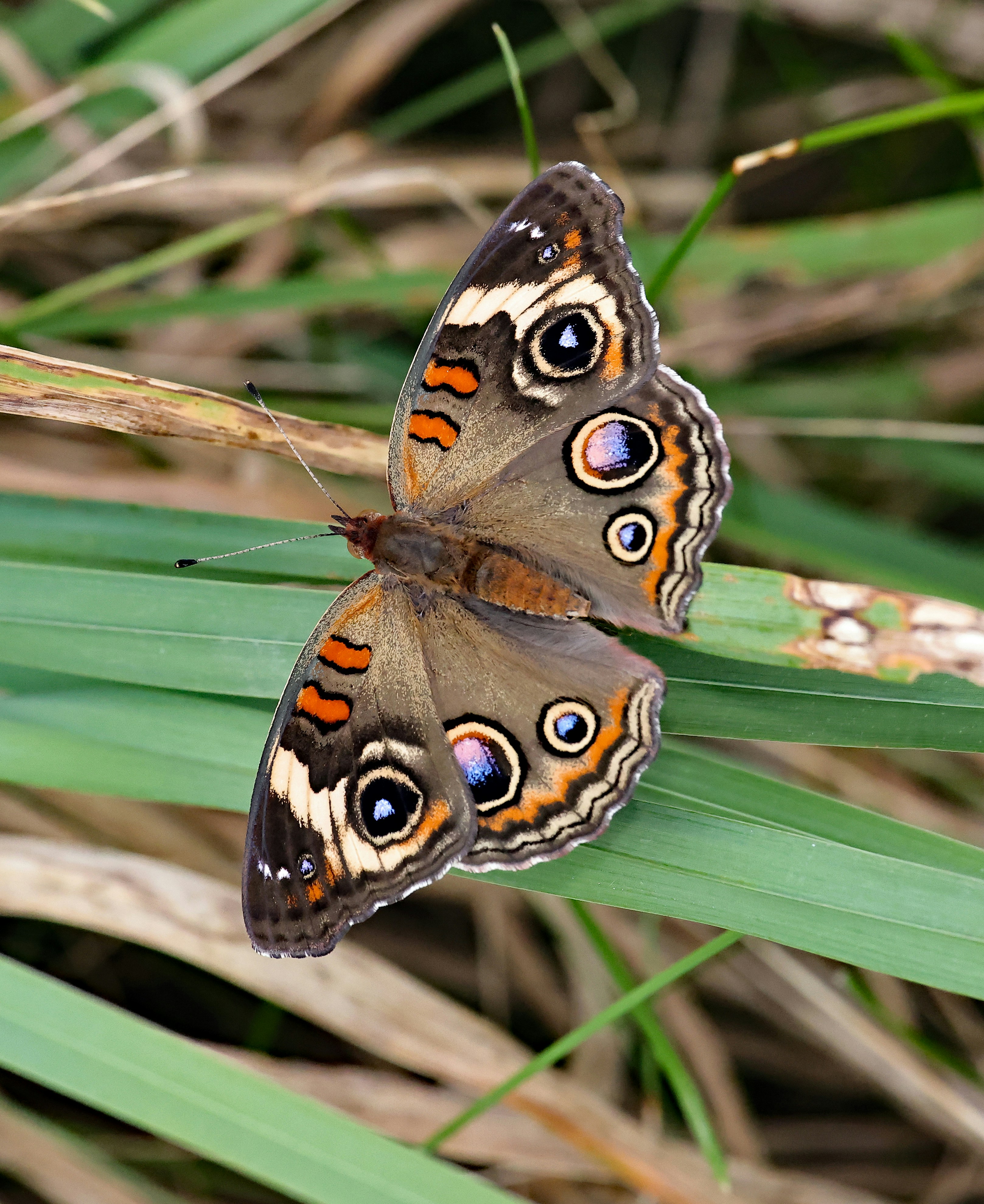 Nature's Colorful Marvel: The Butterfly's Dance