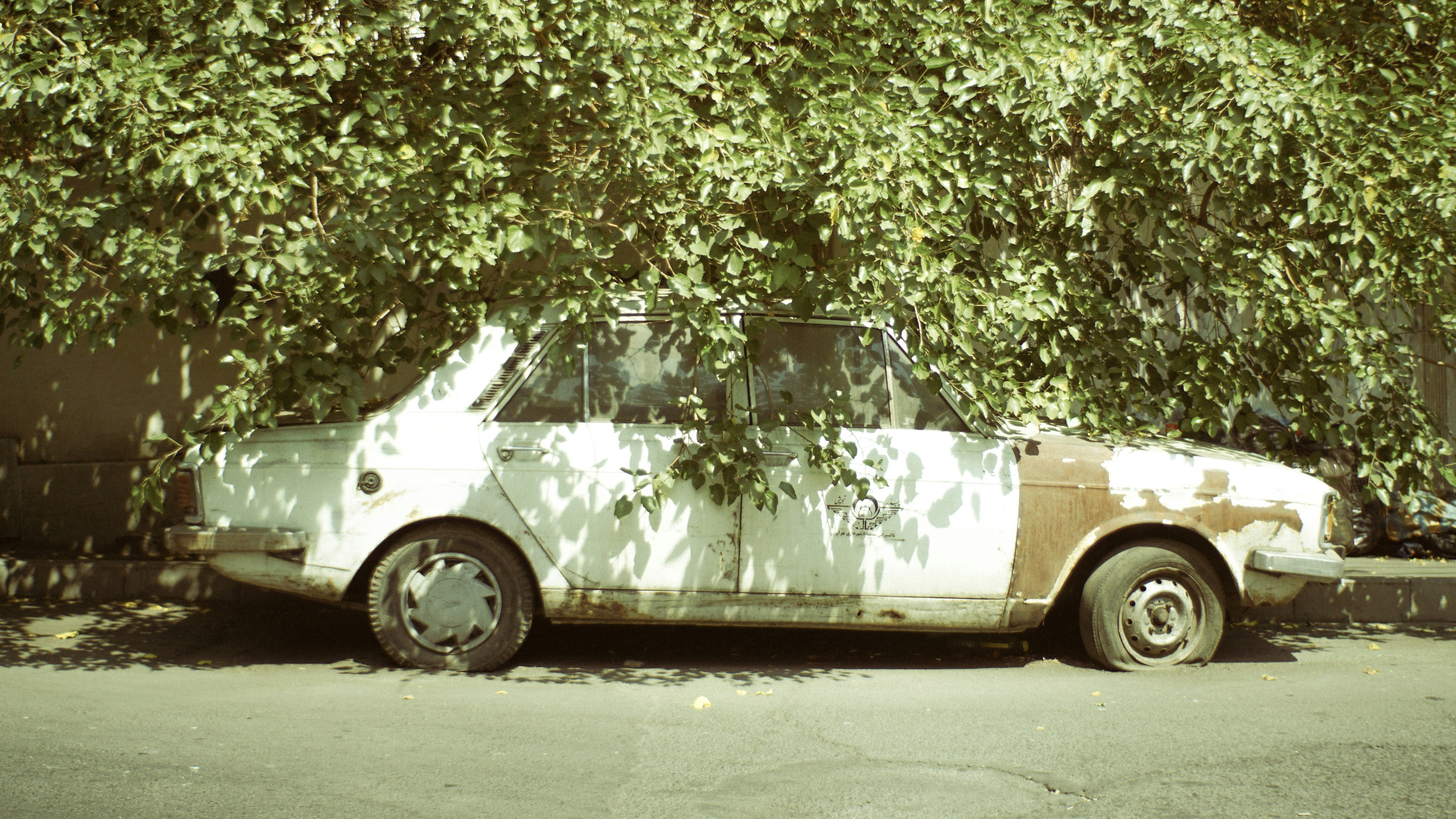 Nature's Embrace: A Forgotten Classic