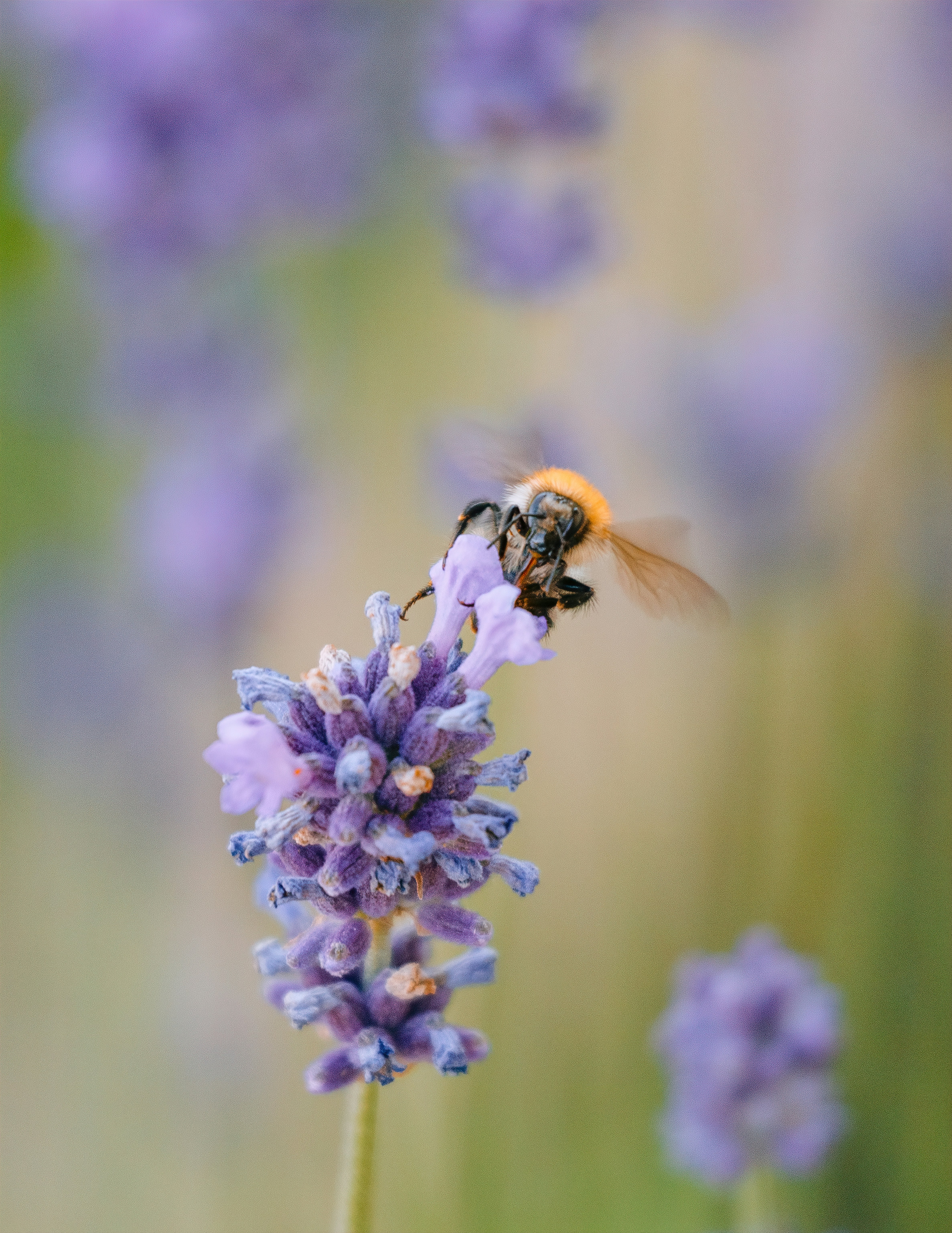 A bumblebee collects nectar from a lavender flower.