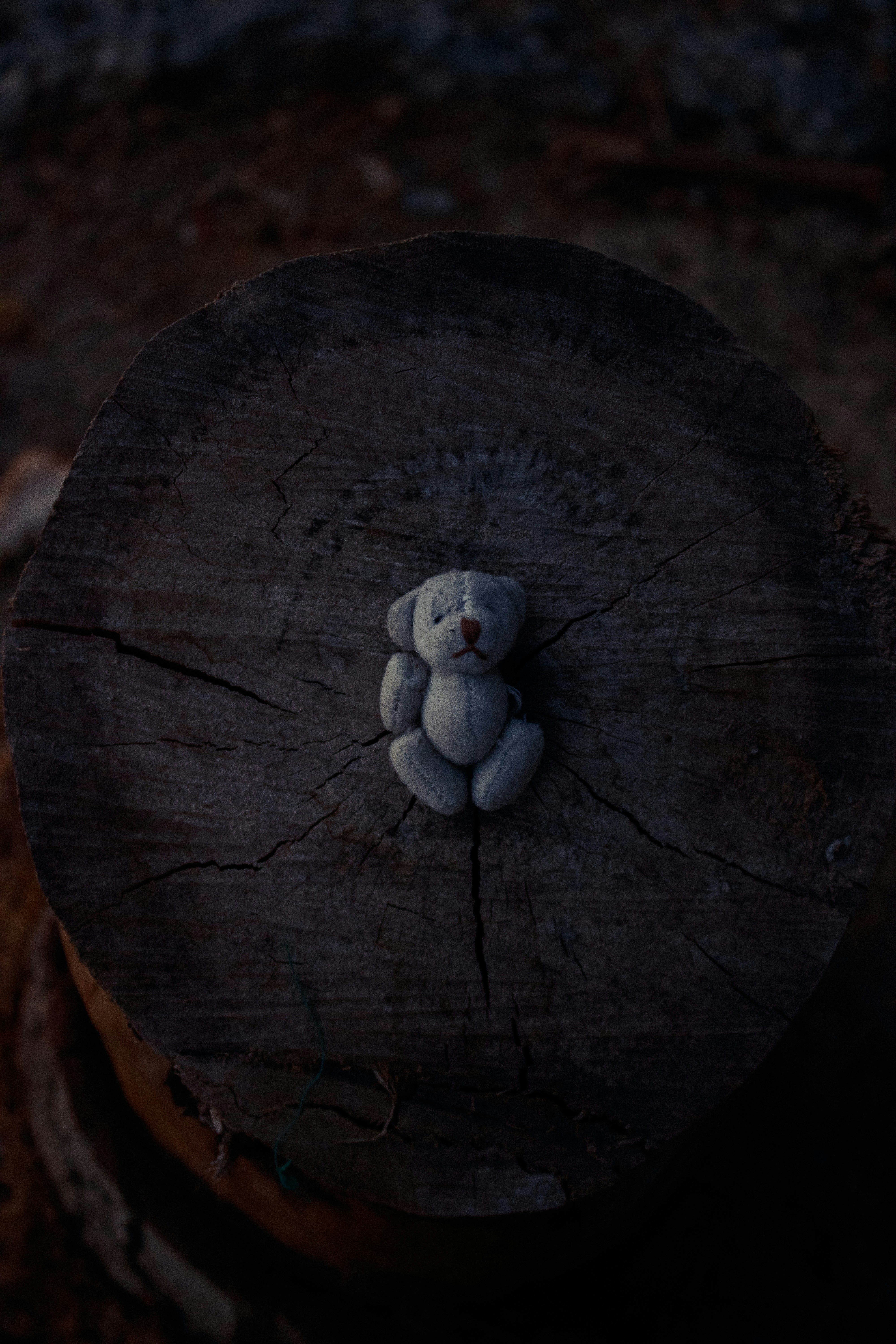 Whispers of Innocence: A Plush Companion on Nature's Stage