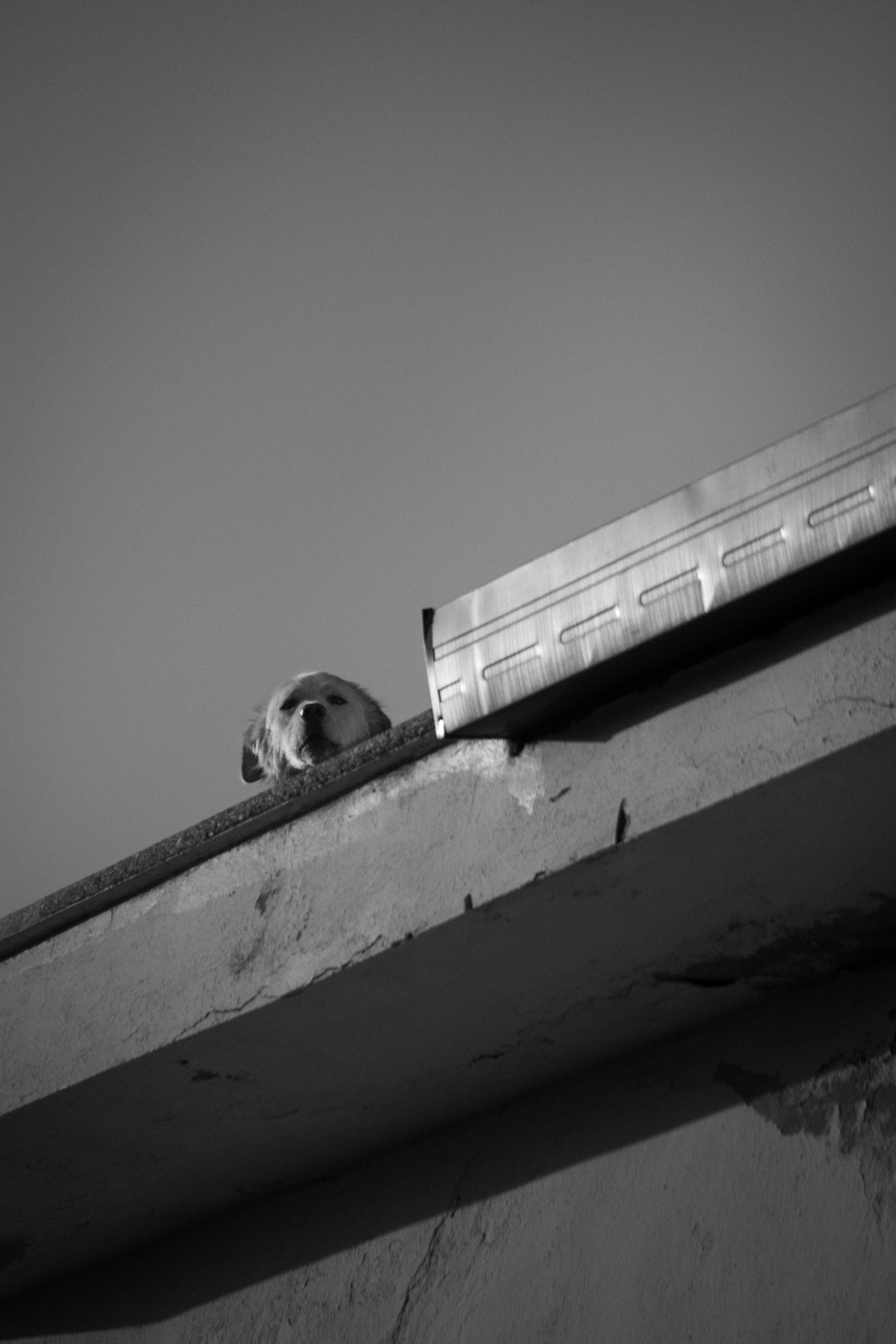 Vigilant Watcher: The Rooftop Guardian