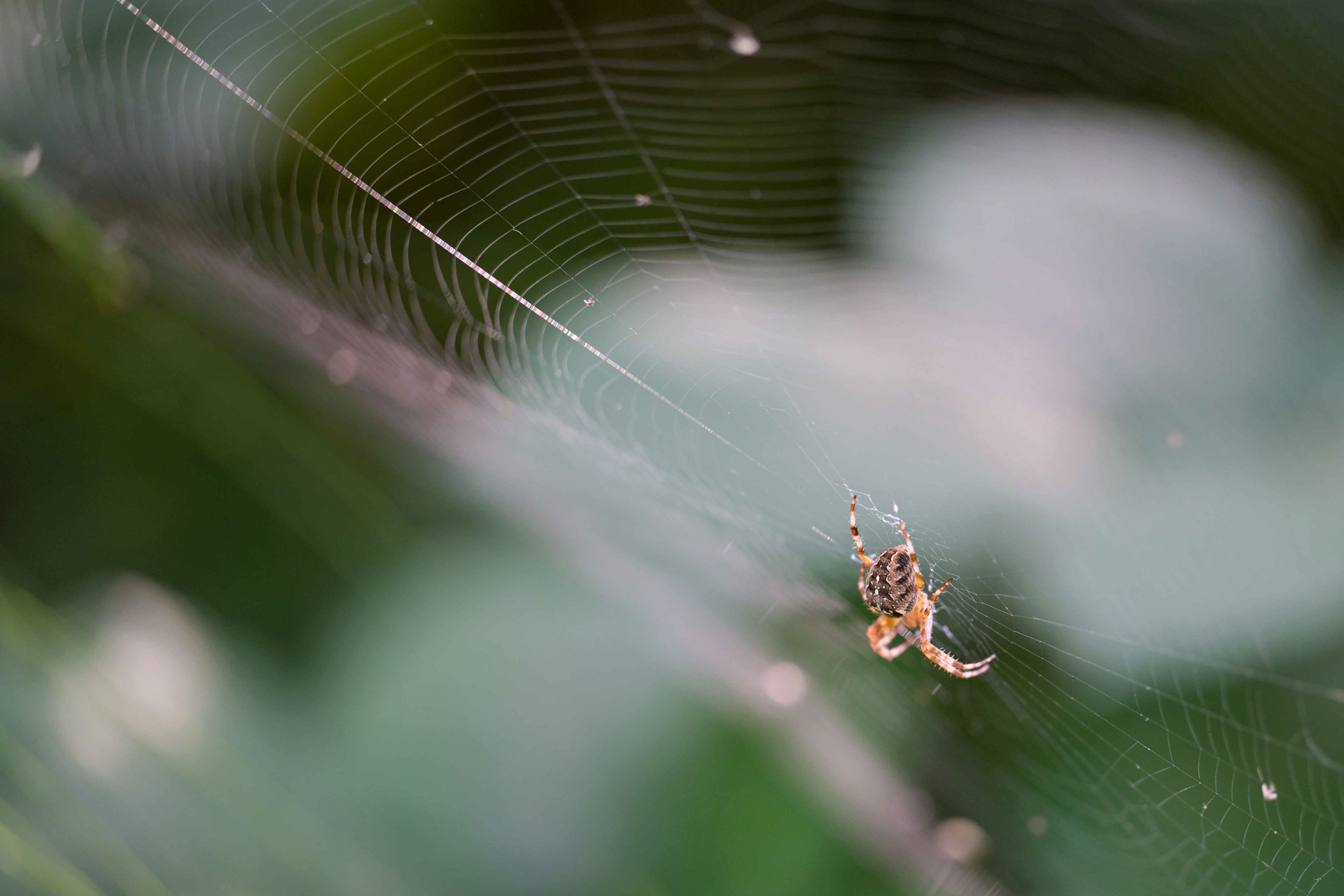 Spider on the web | A small spider rests on its intricate web.