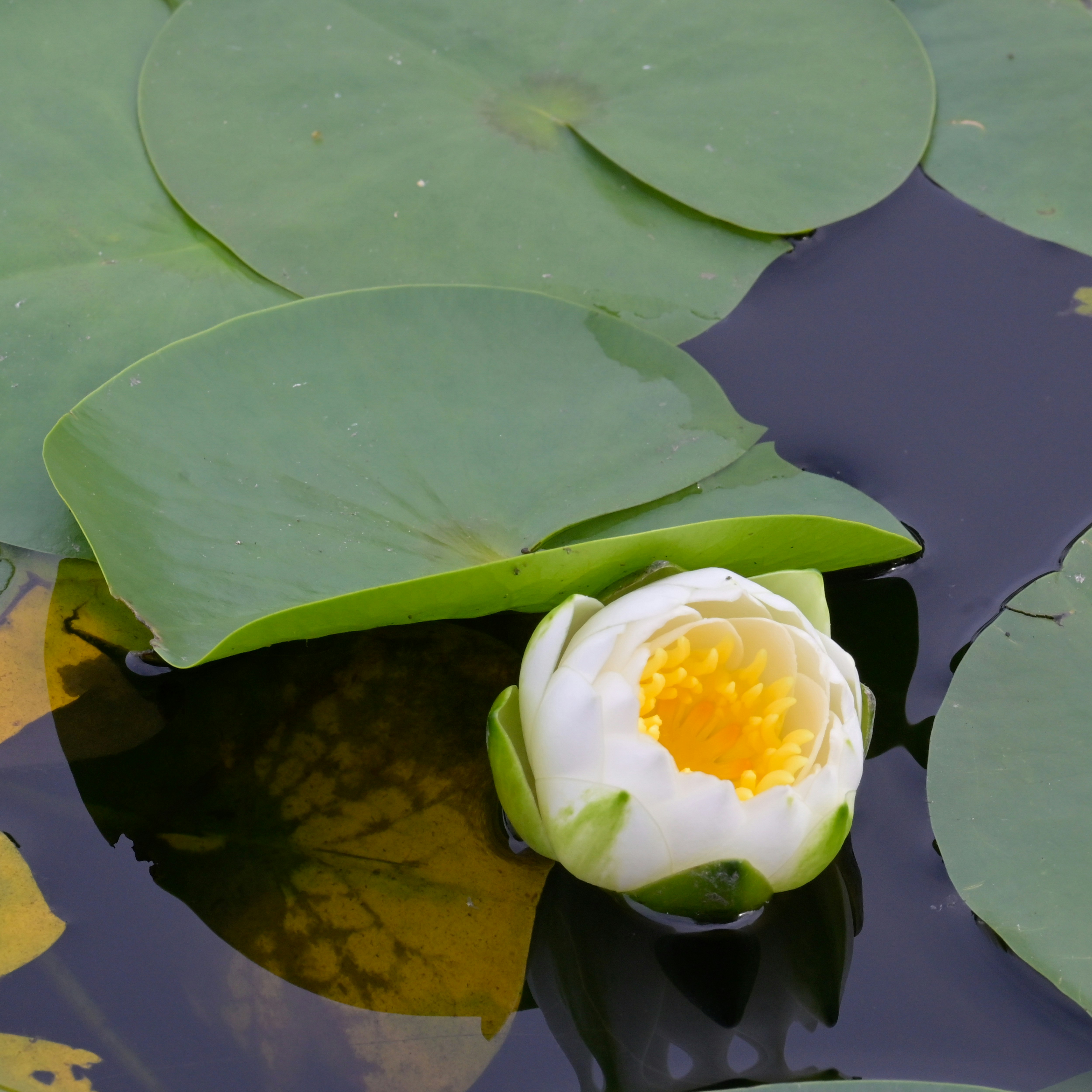 Serenity on Water: The Lotus Blossom's Embrace