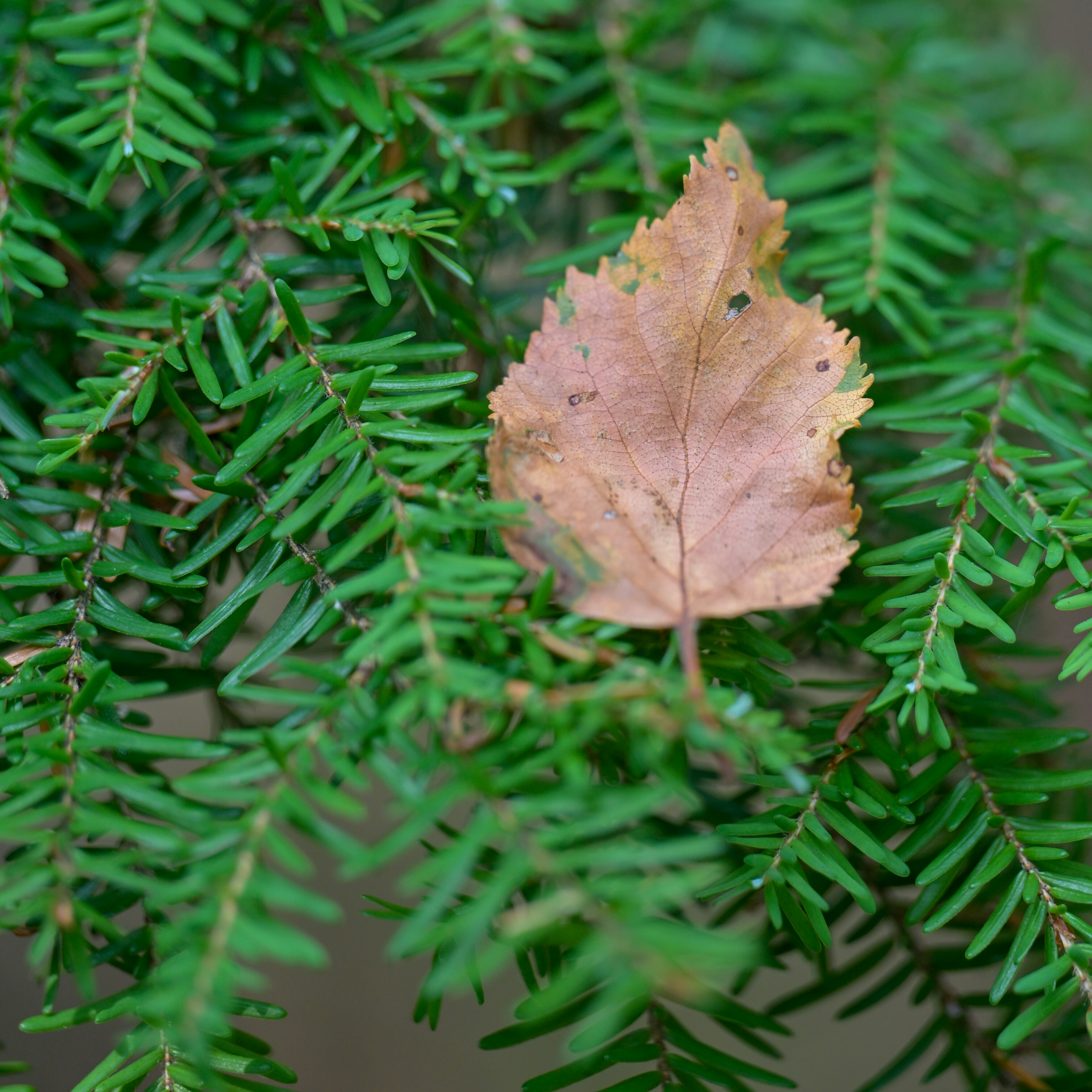 A single brown leaf rests on green pine needles