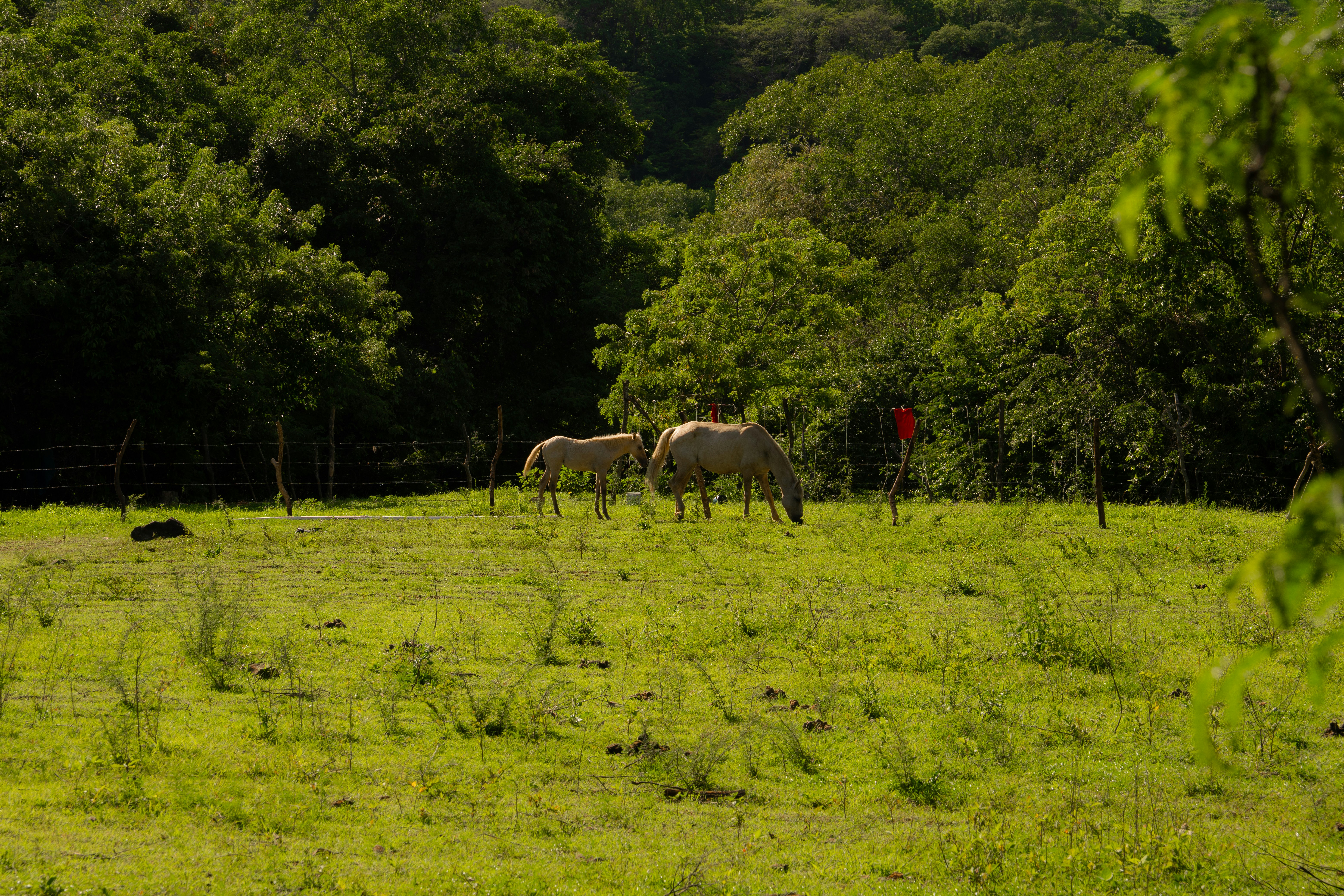 Two horses grazing in a grassy field with trees.