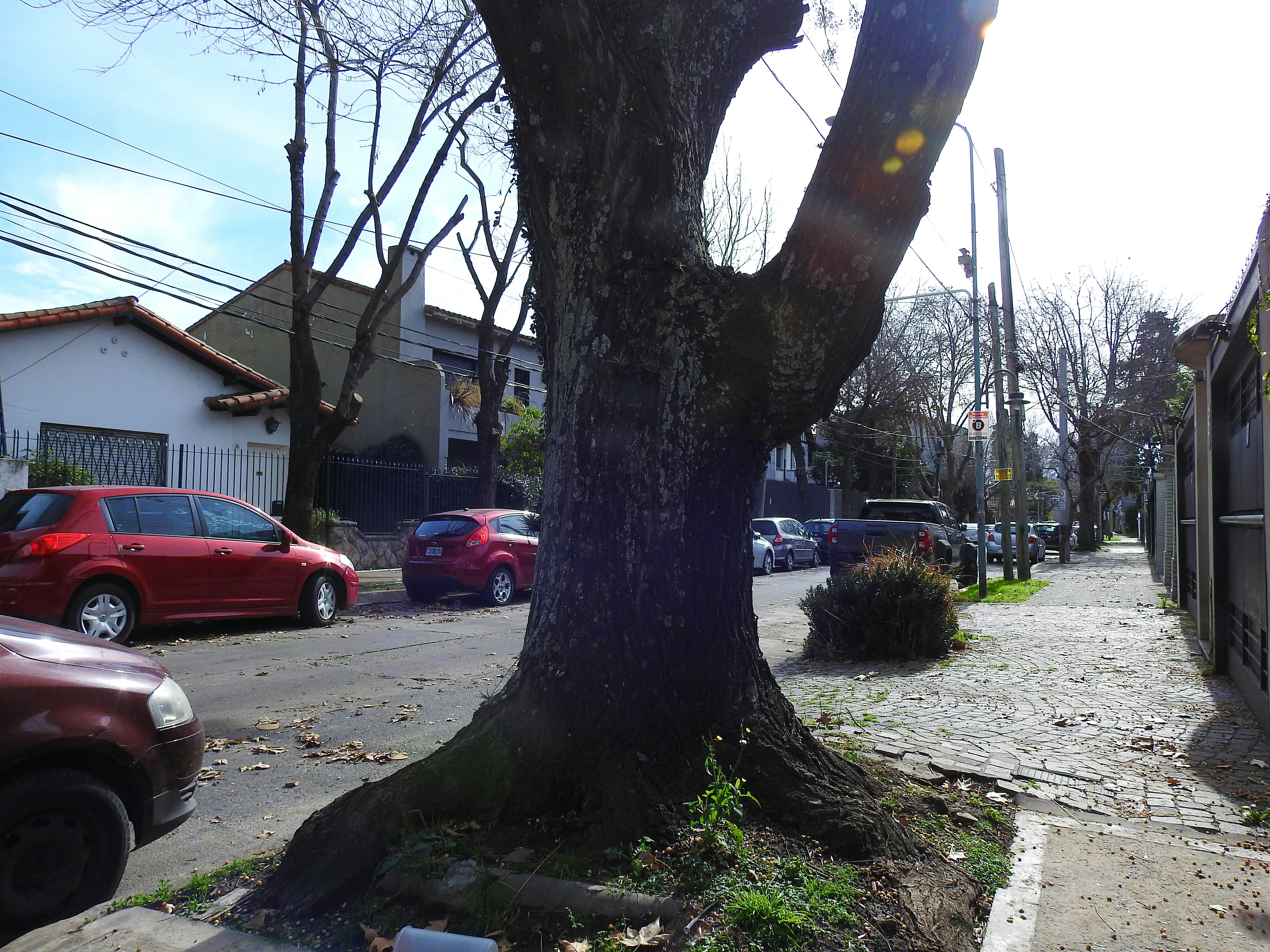 Urban Serenity: A Tree's Embrace in City Life