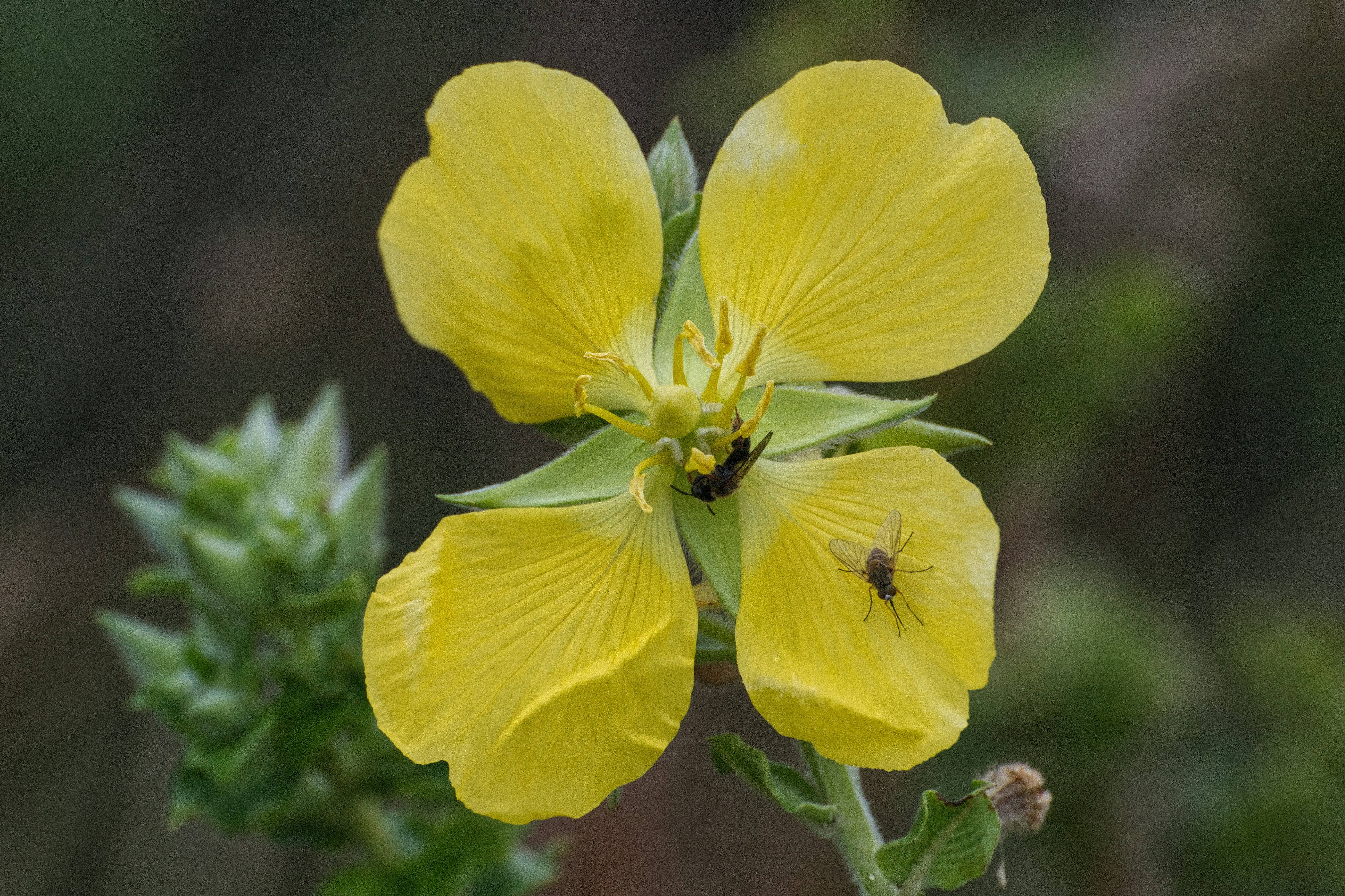 Yellow flower with two insects on petals.