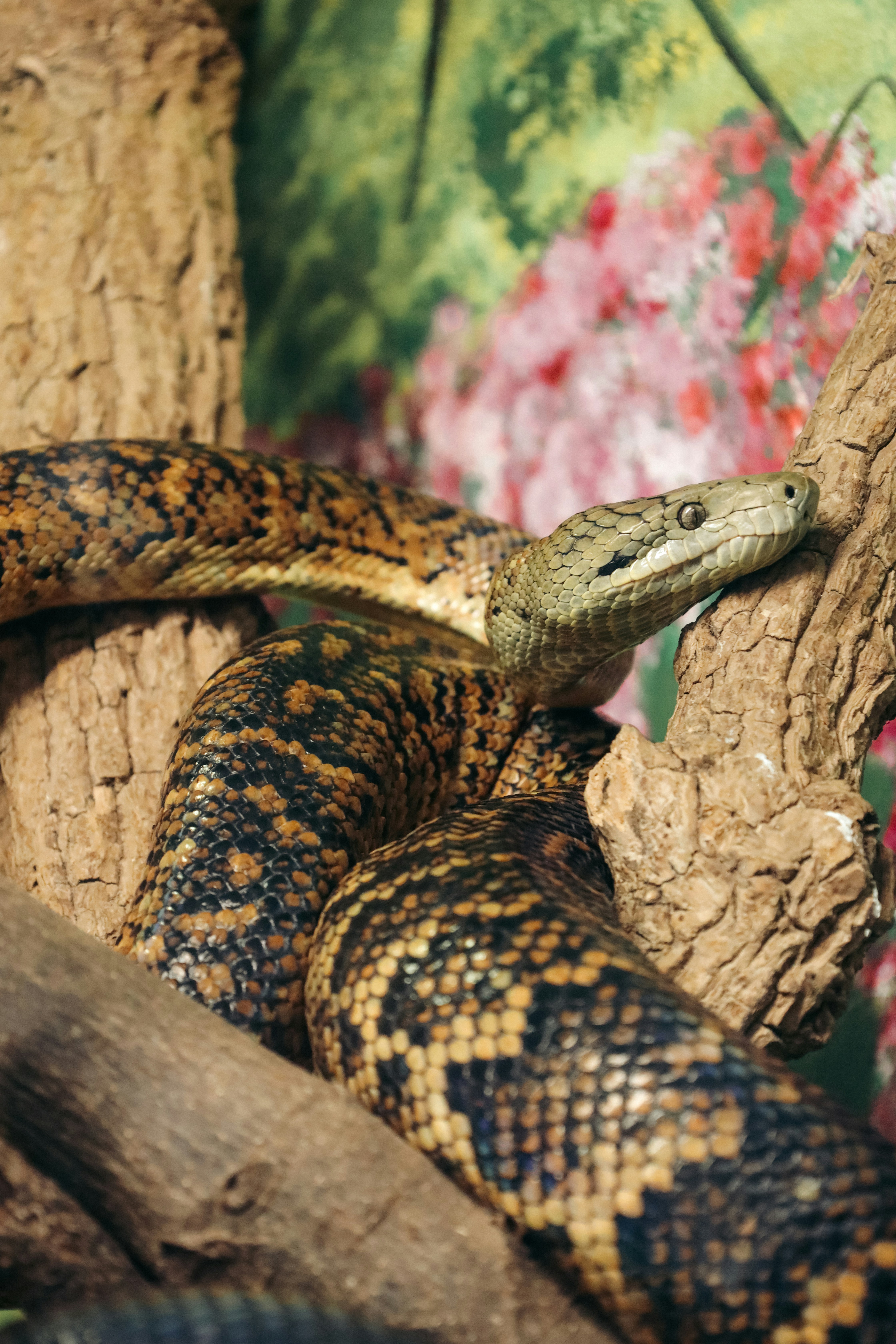 A python elegantly coiled around a branch, showcasing its vibrant scales against a floral backdrop.