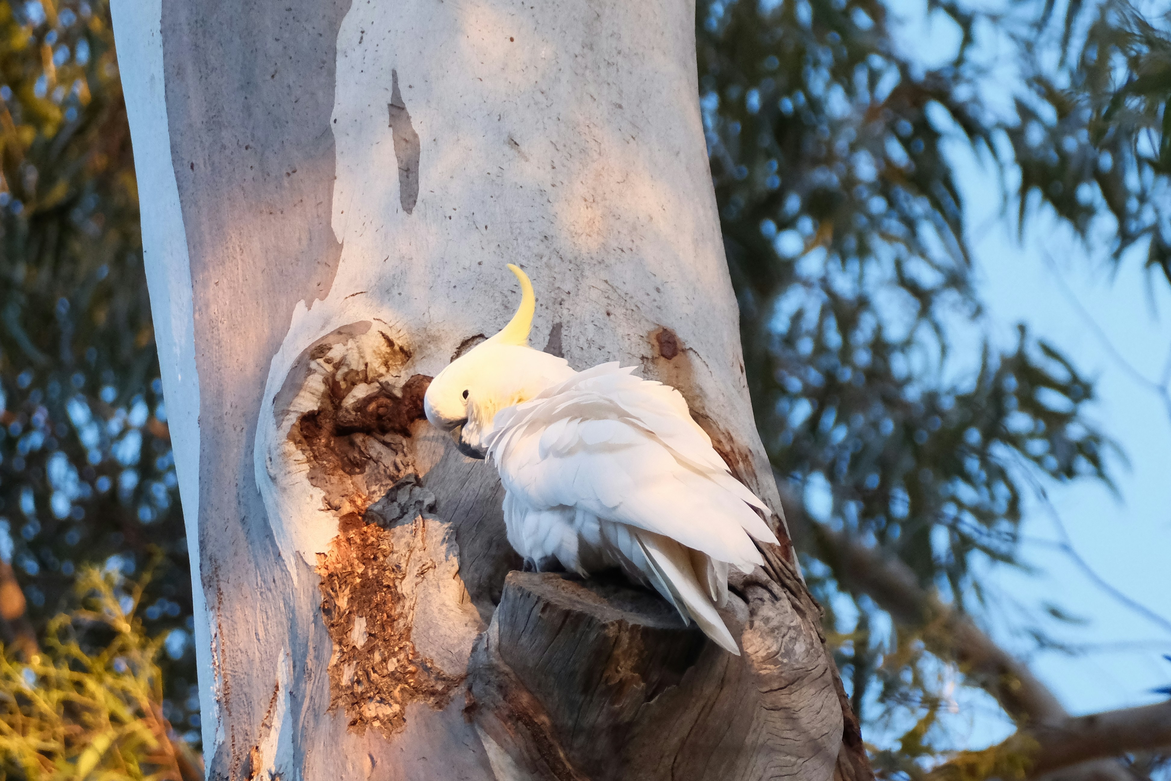 Gum Tree Sentinel: A Sulphur-Crested Cockatoo on Weathered Bark