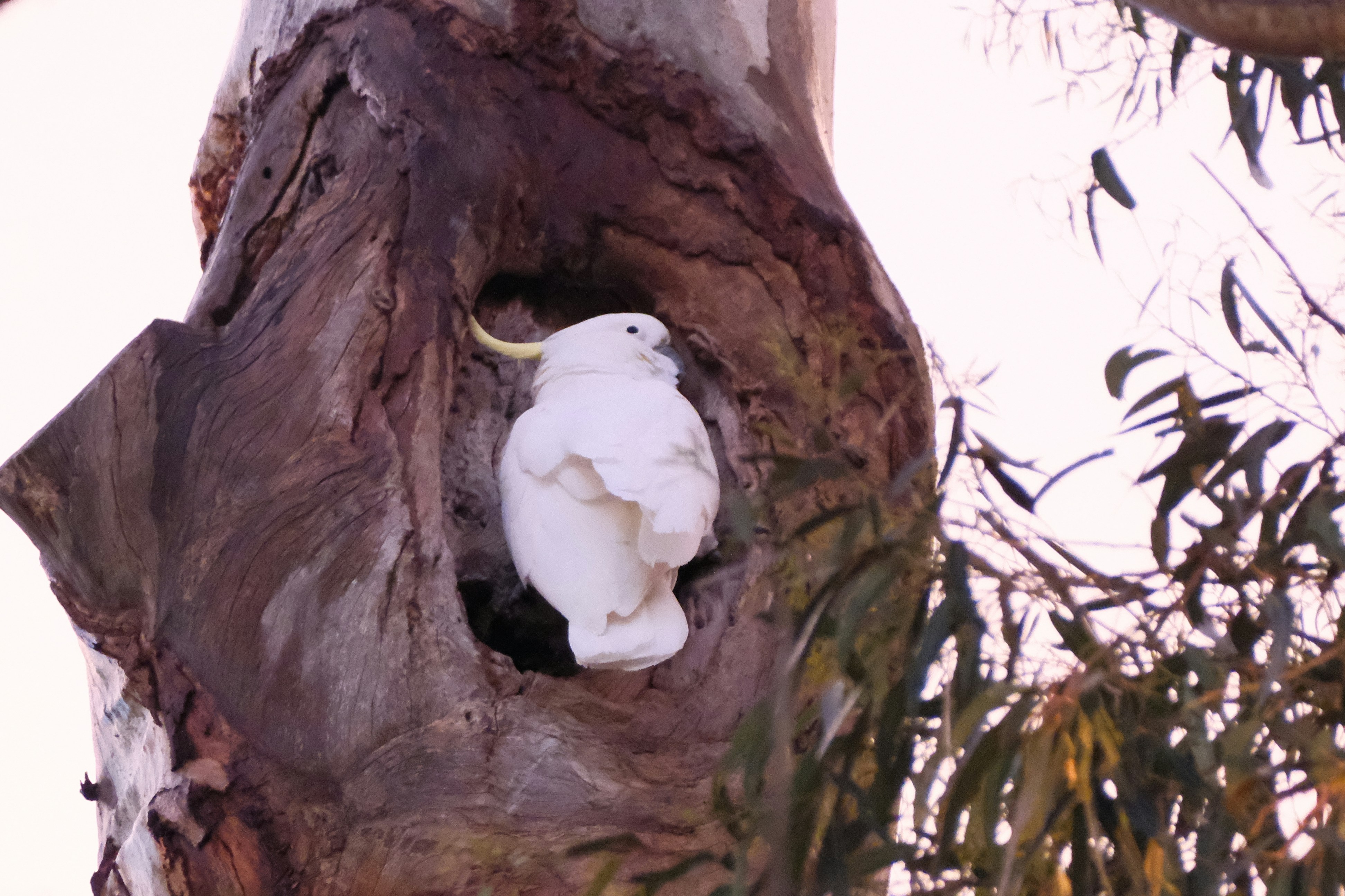 White cockatoo resting comfortably in a tree hollow, surrounded by lush foliage. The scene captures the essence of wildlife in harmony with its environment.