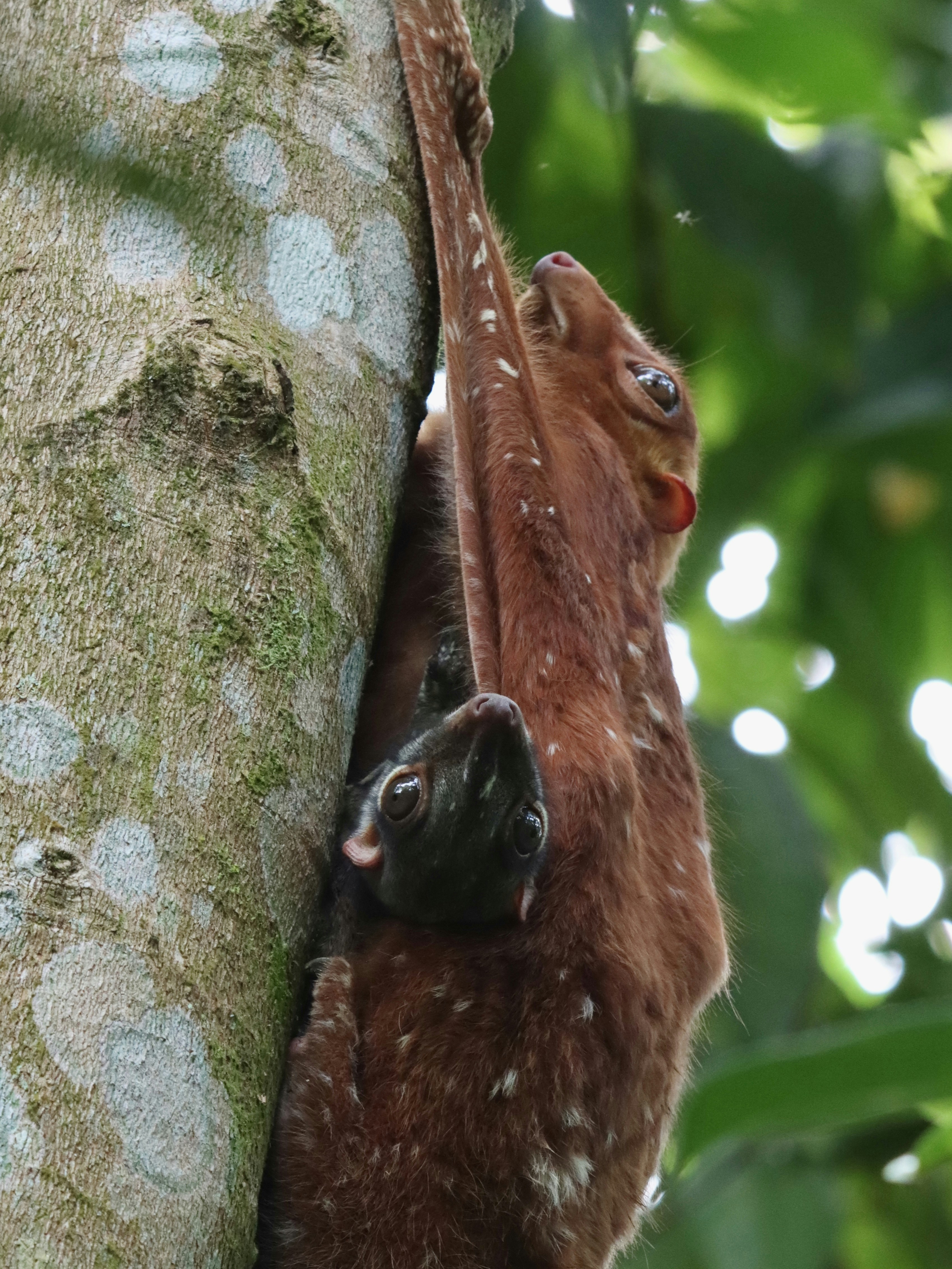 Sunda flying lemur🇸🇬 | Two flying squirrels clinging to a tree trunk.