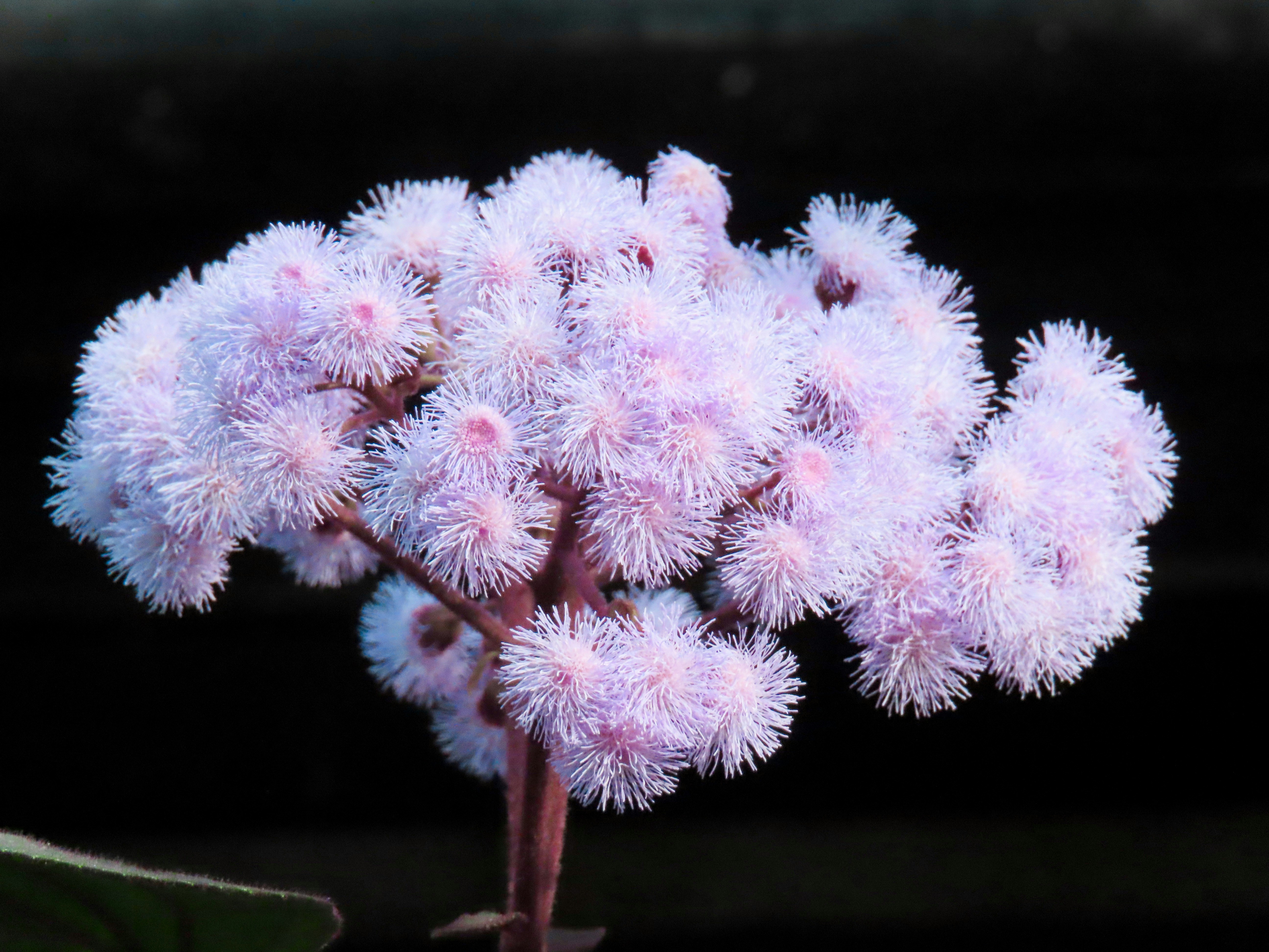 HUI Mandy (@mandyhui) | Comunidad de fotos de Unsplash