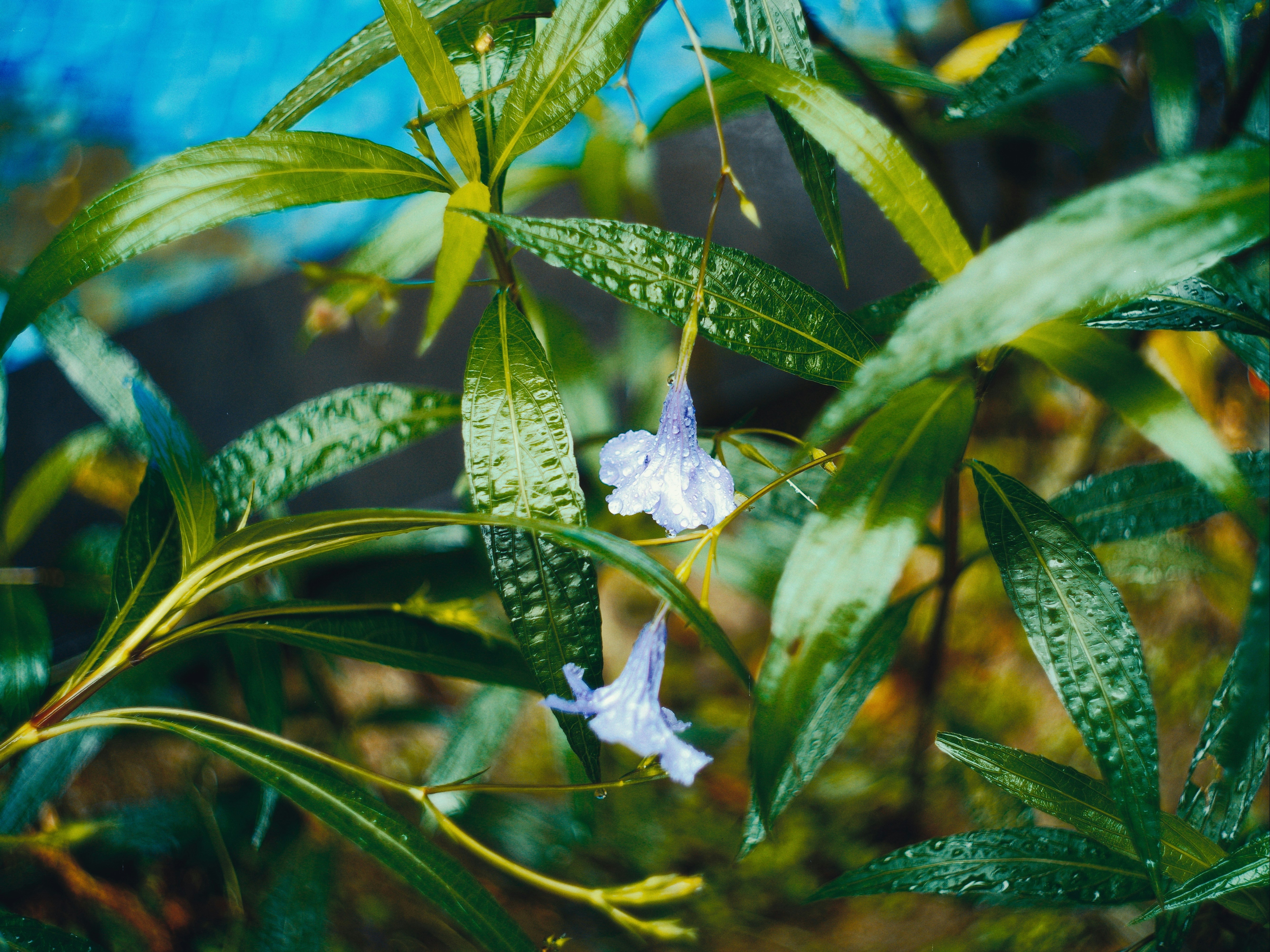 Whispers of Nature: A Floral Serenade