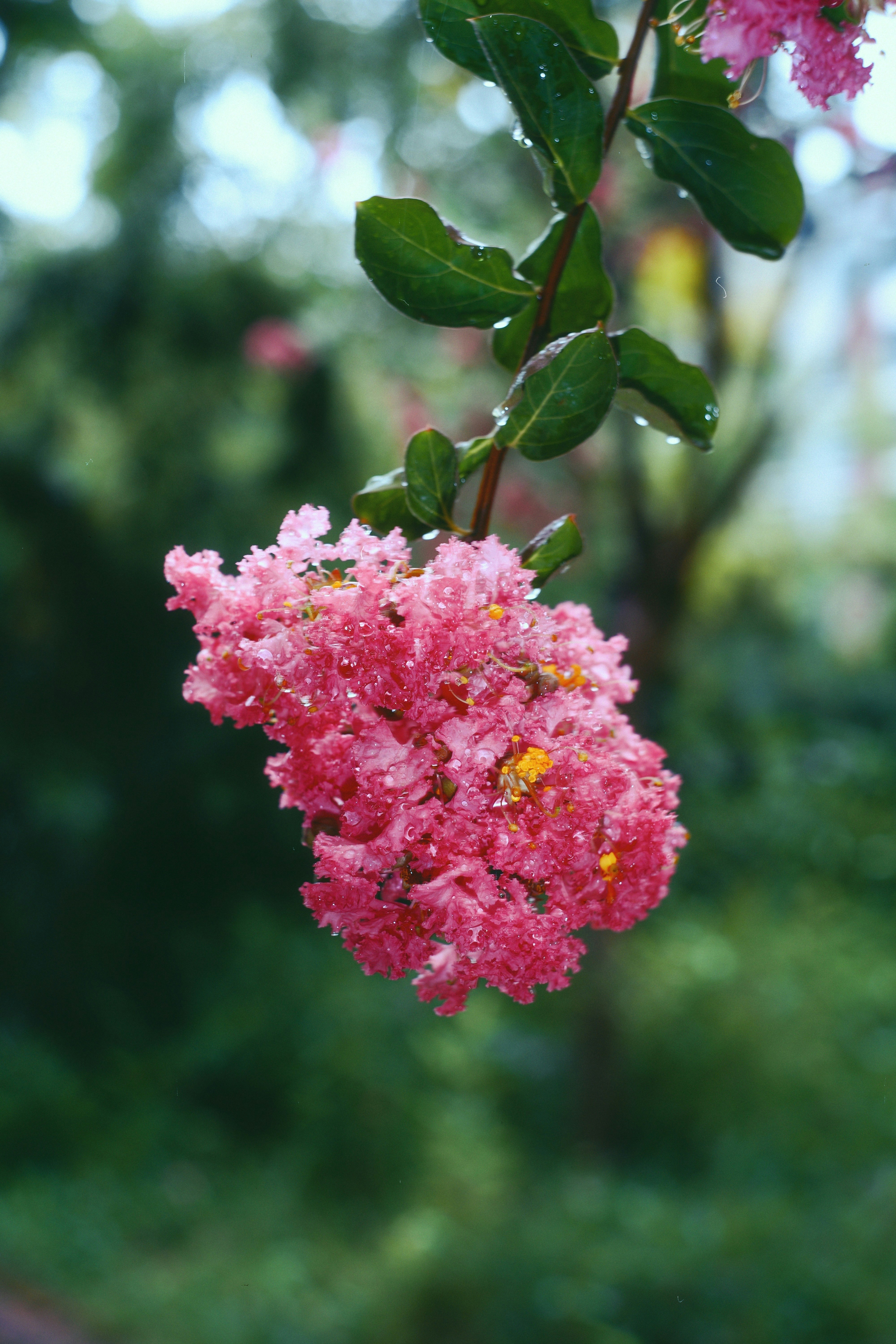 Whispers of Spring: A Floral Symphony