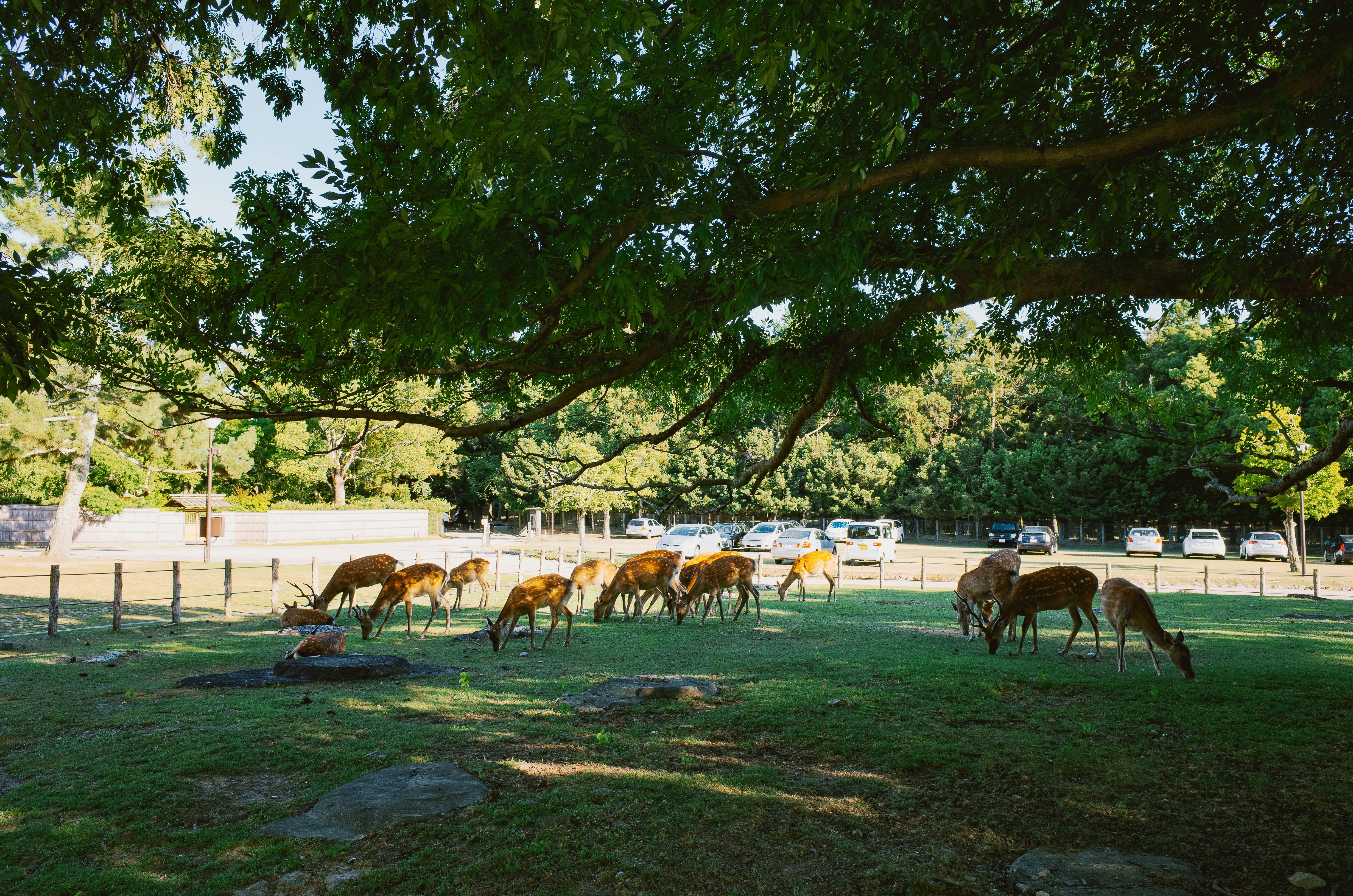 A group of deer grazing peacefully on a lush green lawn, framed by a canopy of trees and a hint of parked vehicles in the background.