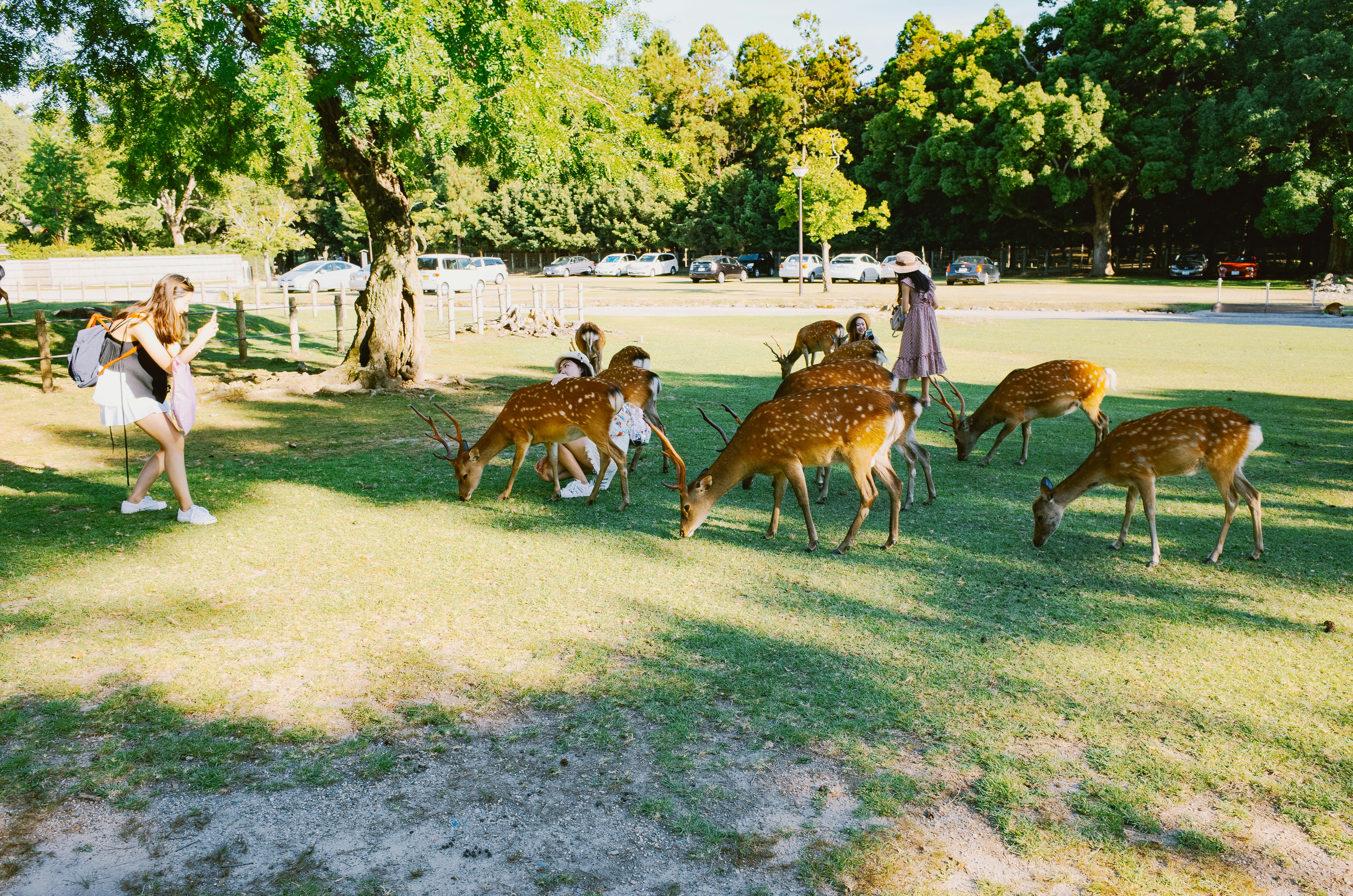 A Serene Encounter with Nature's Gentle Creatures