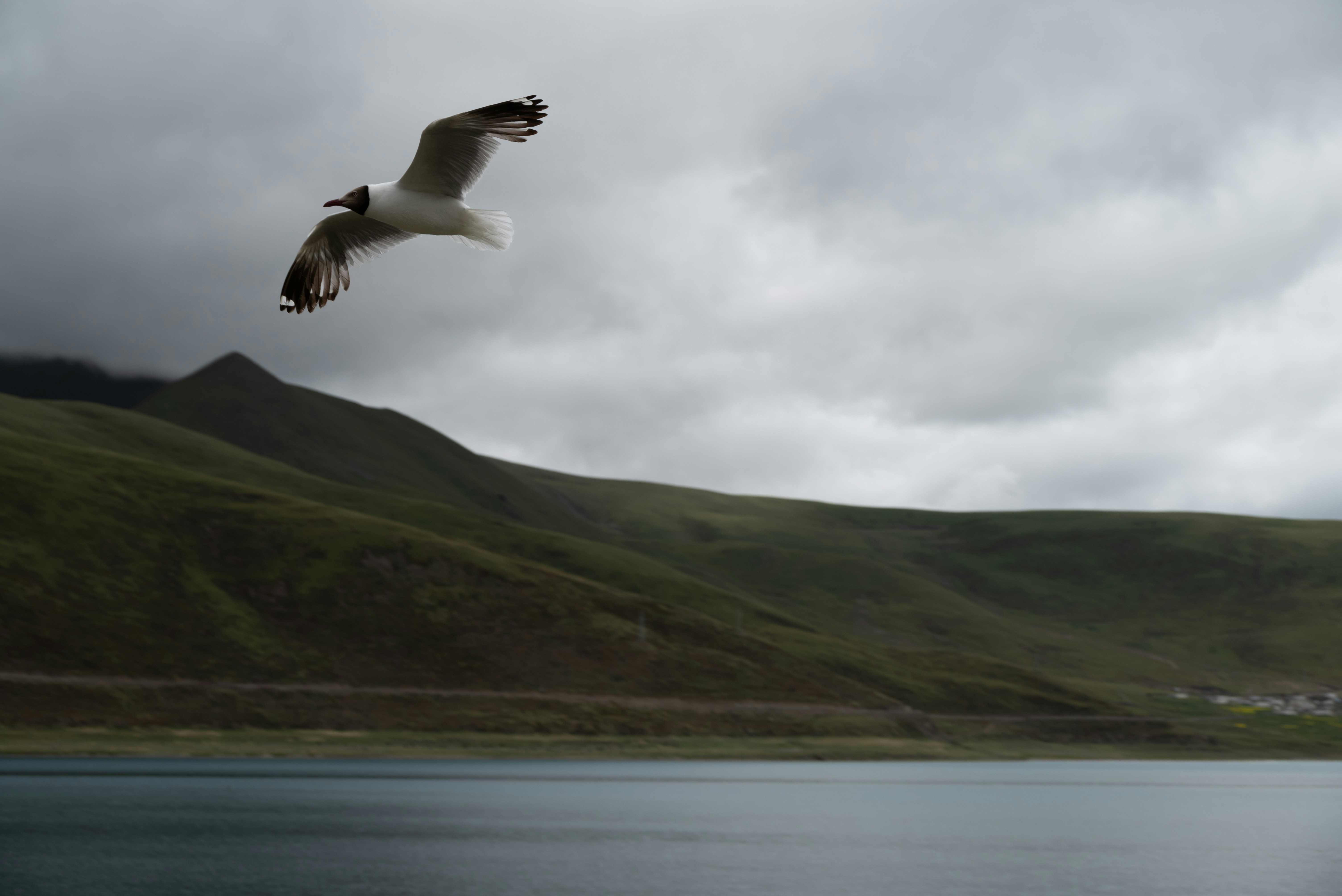 Seagull flying over a lake with mountains