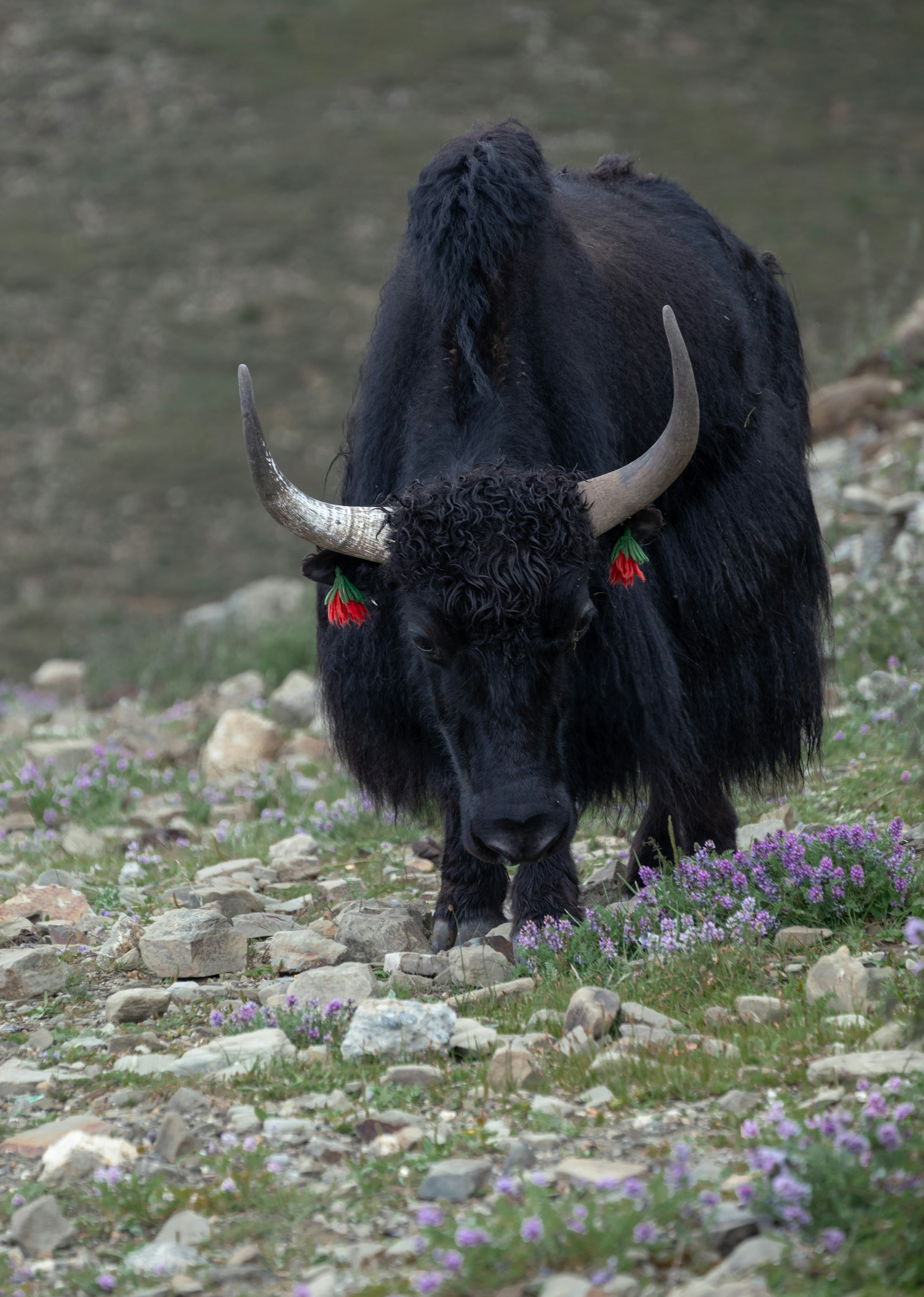 Majestic Yak Amidst Wildflowers