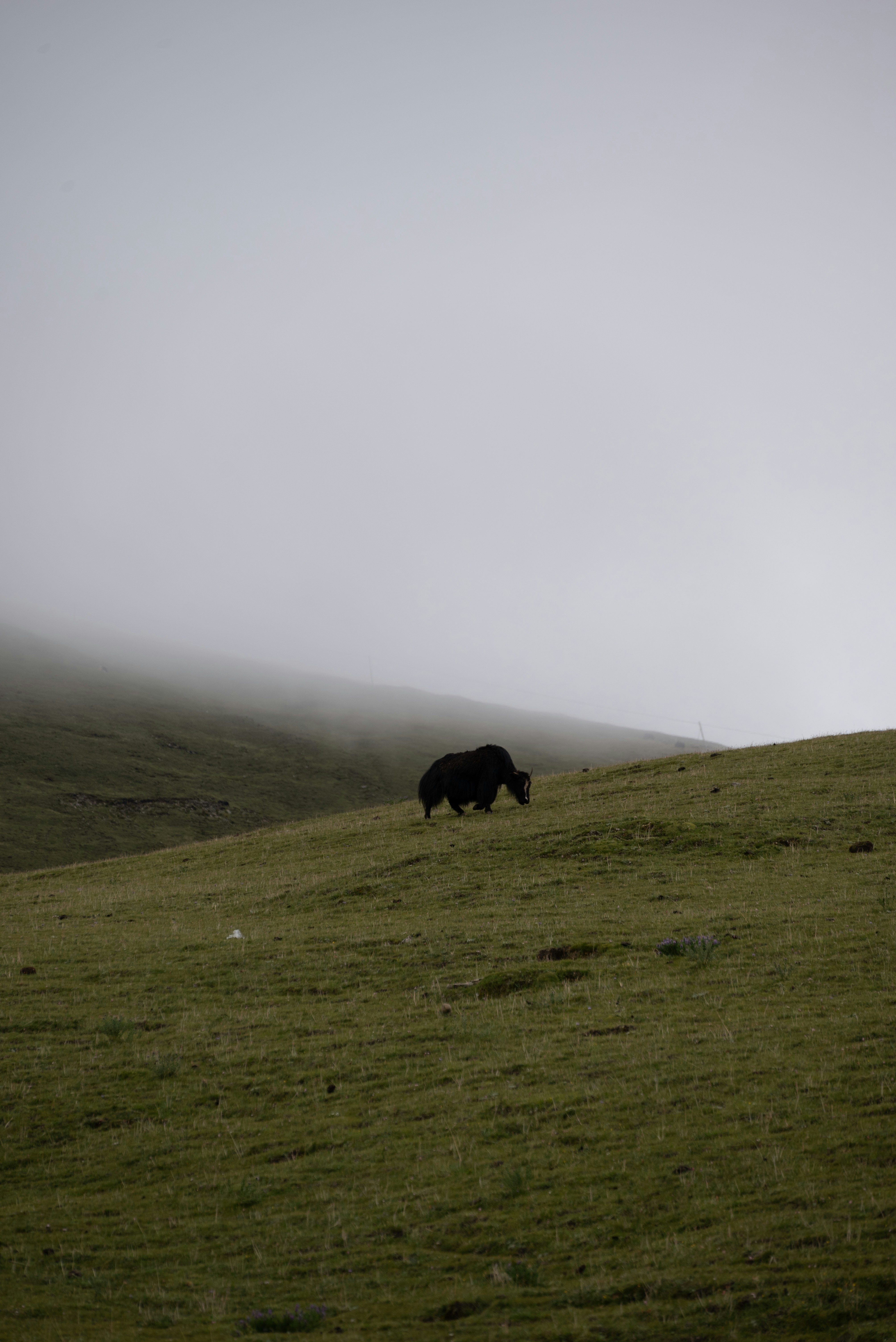 Fogbound Grazing: A Lone Black Silhouette on a Quiet Moor