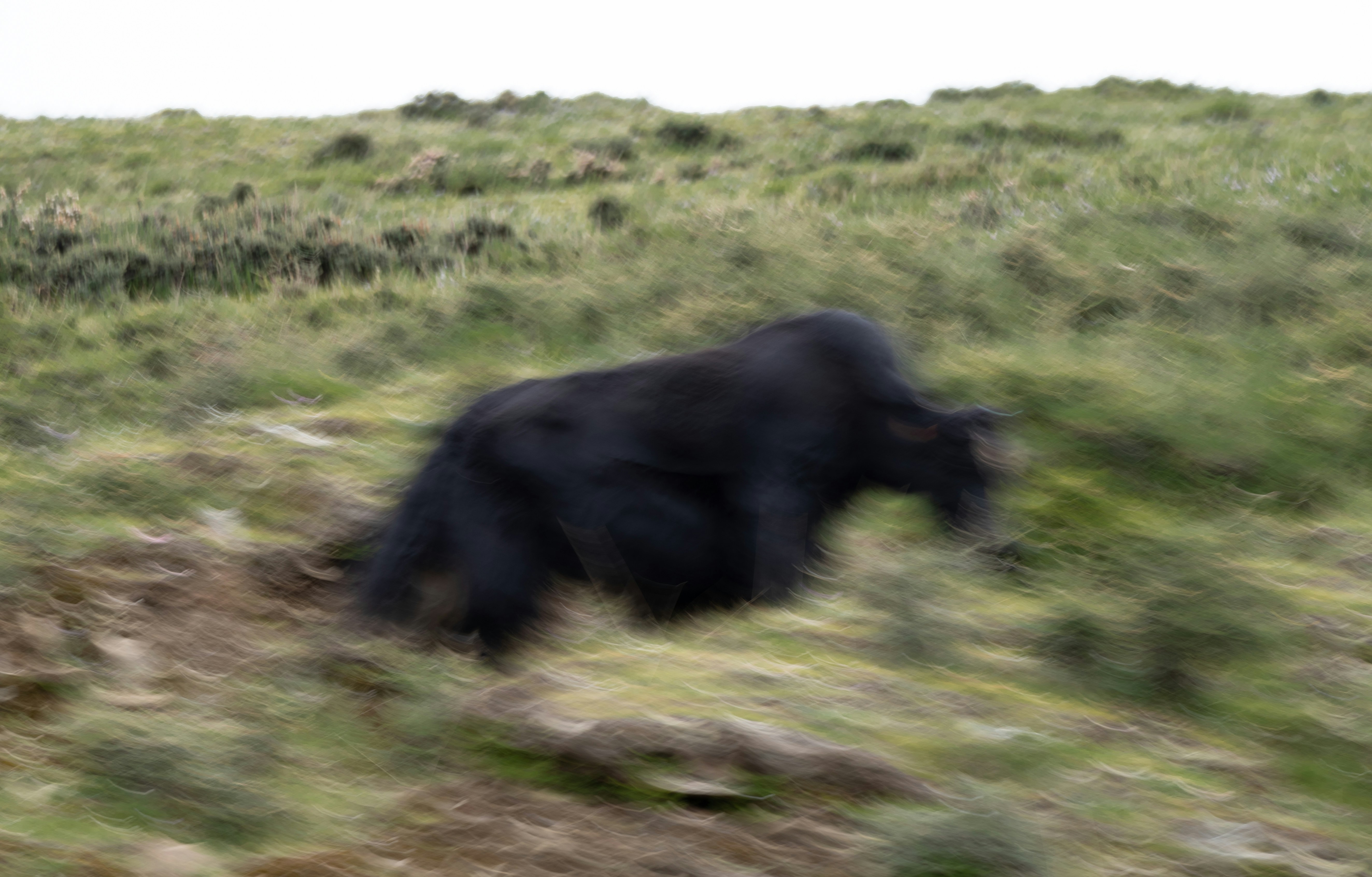 A black bear walks on a grassy hill.