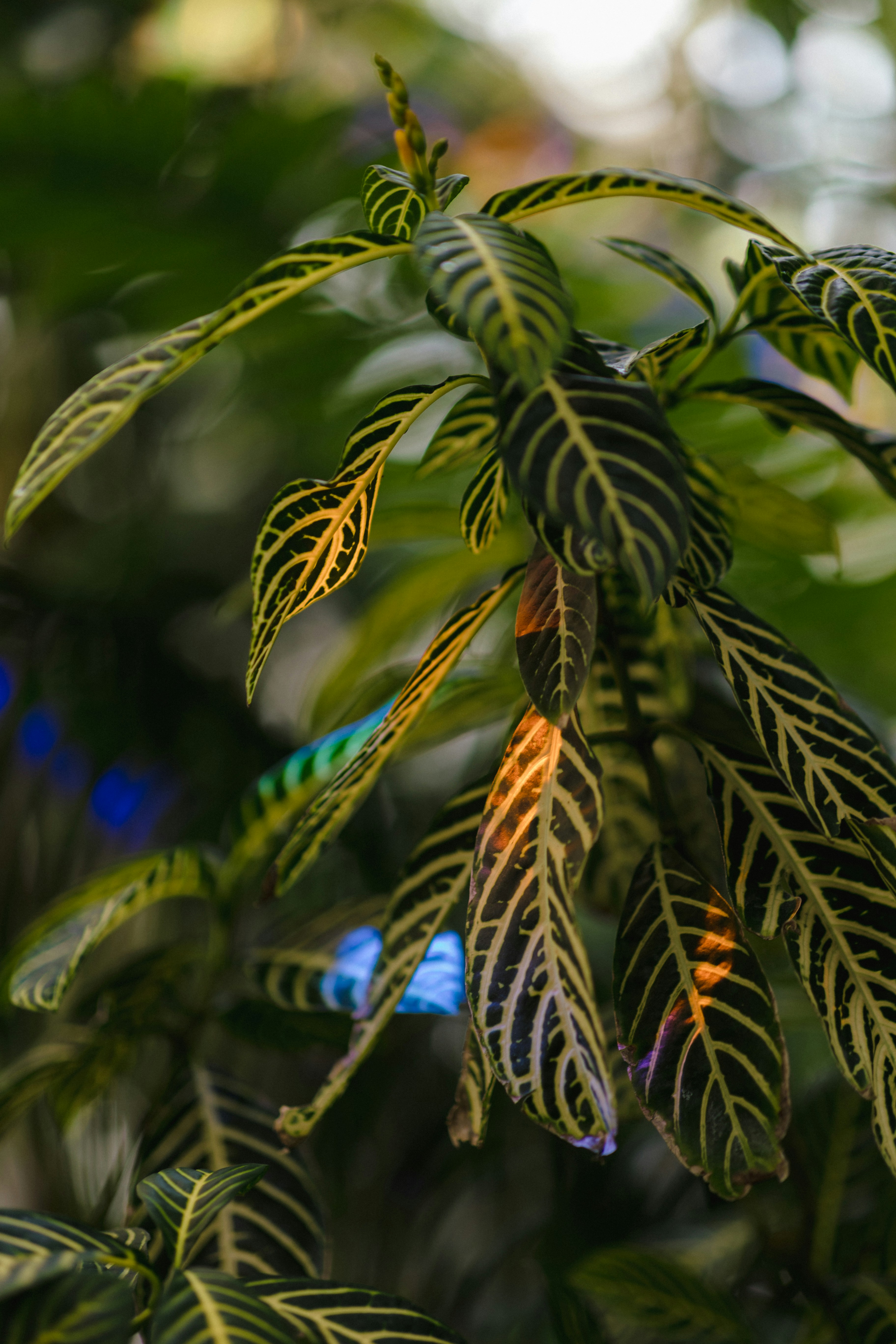 Close-up of vibrant green leaves with intricate patterns, illuminated by soft light, showcasing the beauty of botanical details.