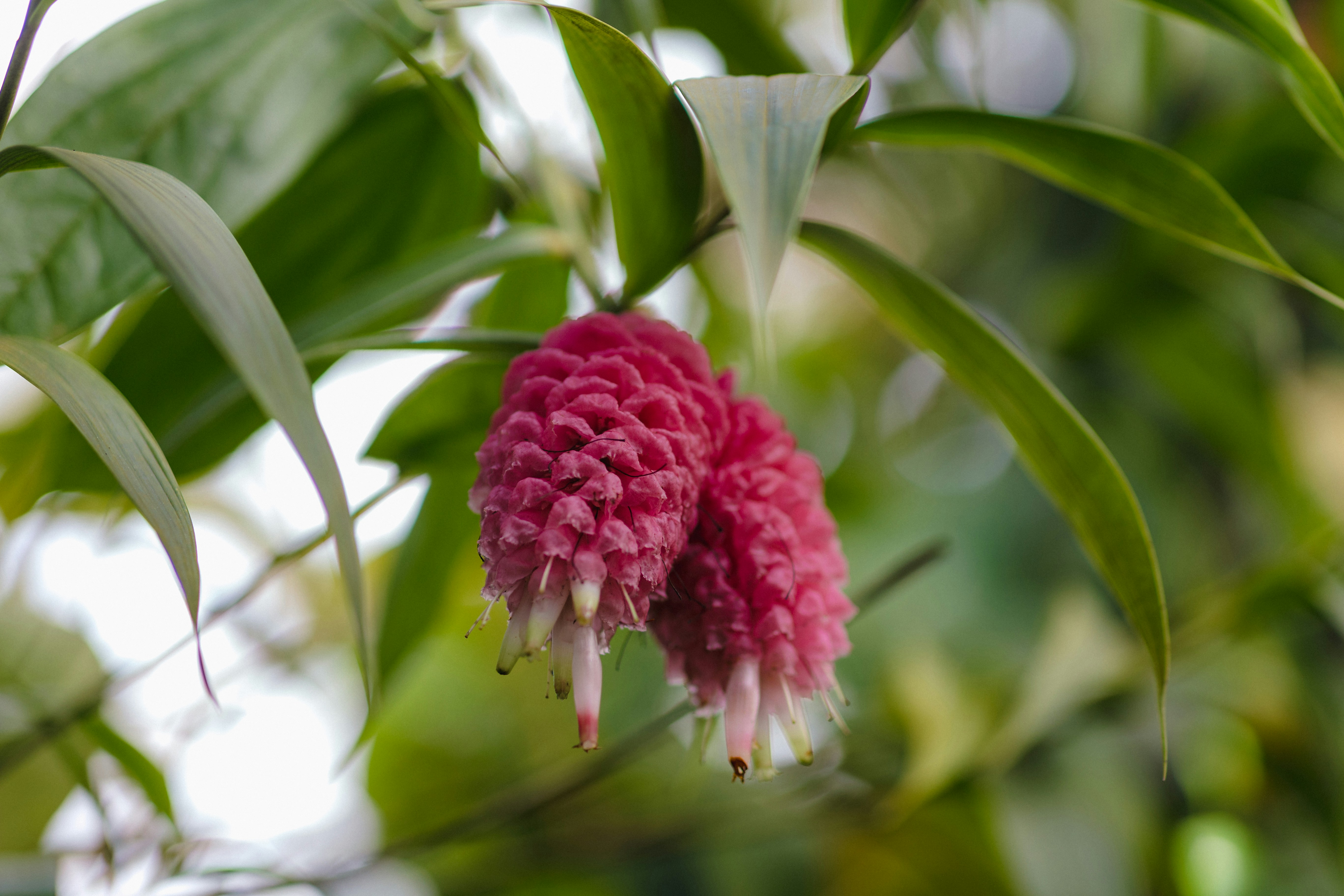 Velvet Pink Bloom Dangling Among Green Veils