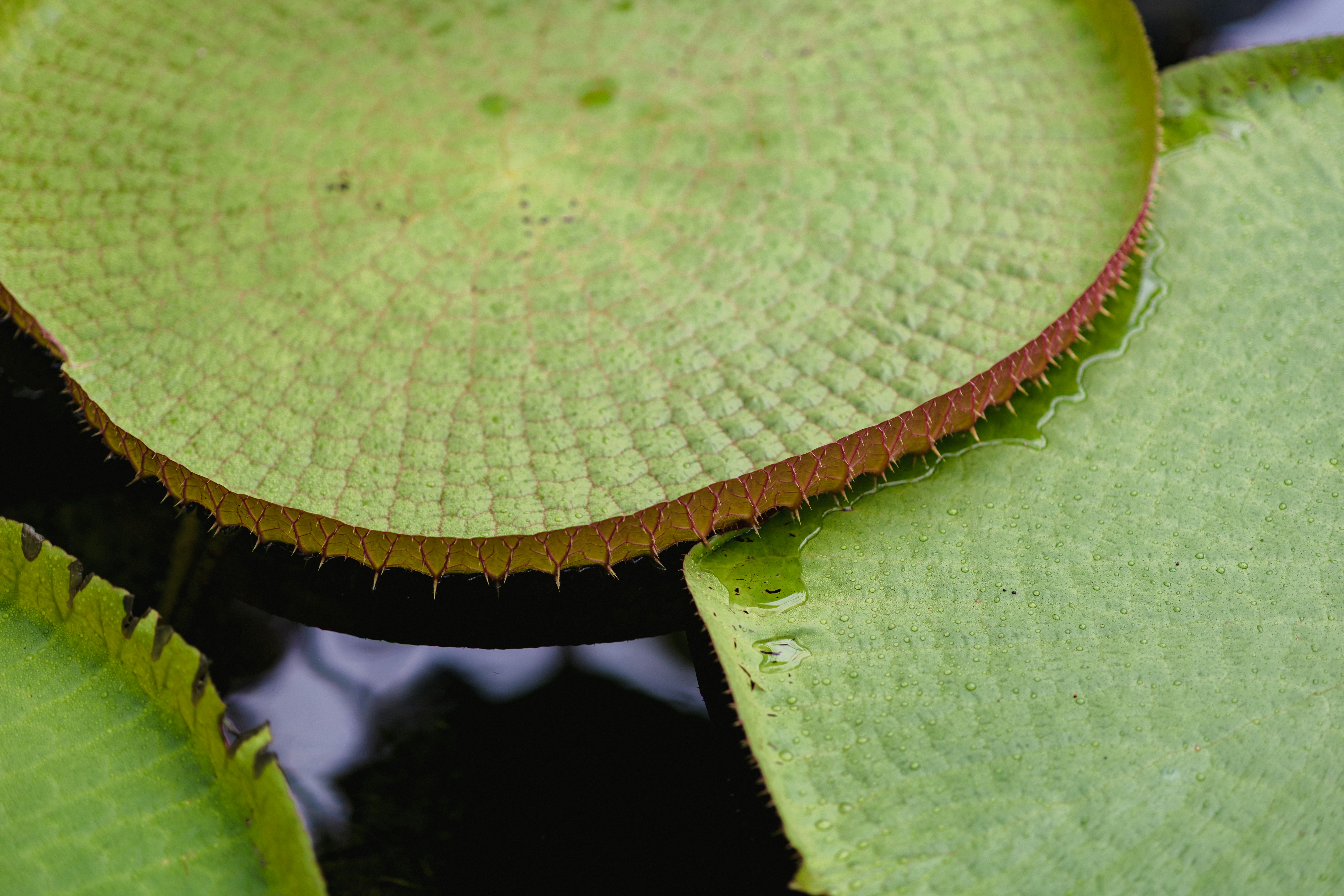 Close-up of a giant water lily pad edge with spiky edges.