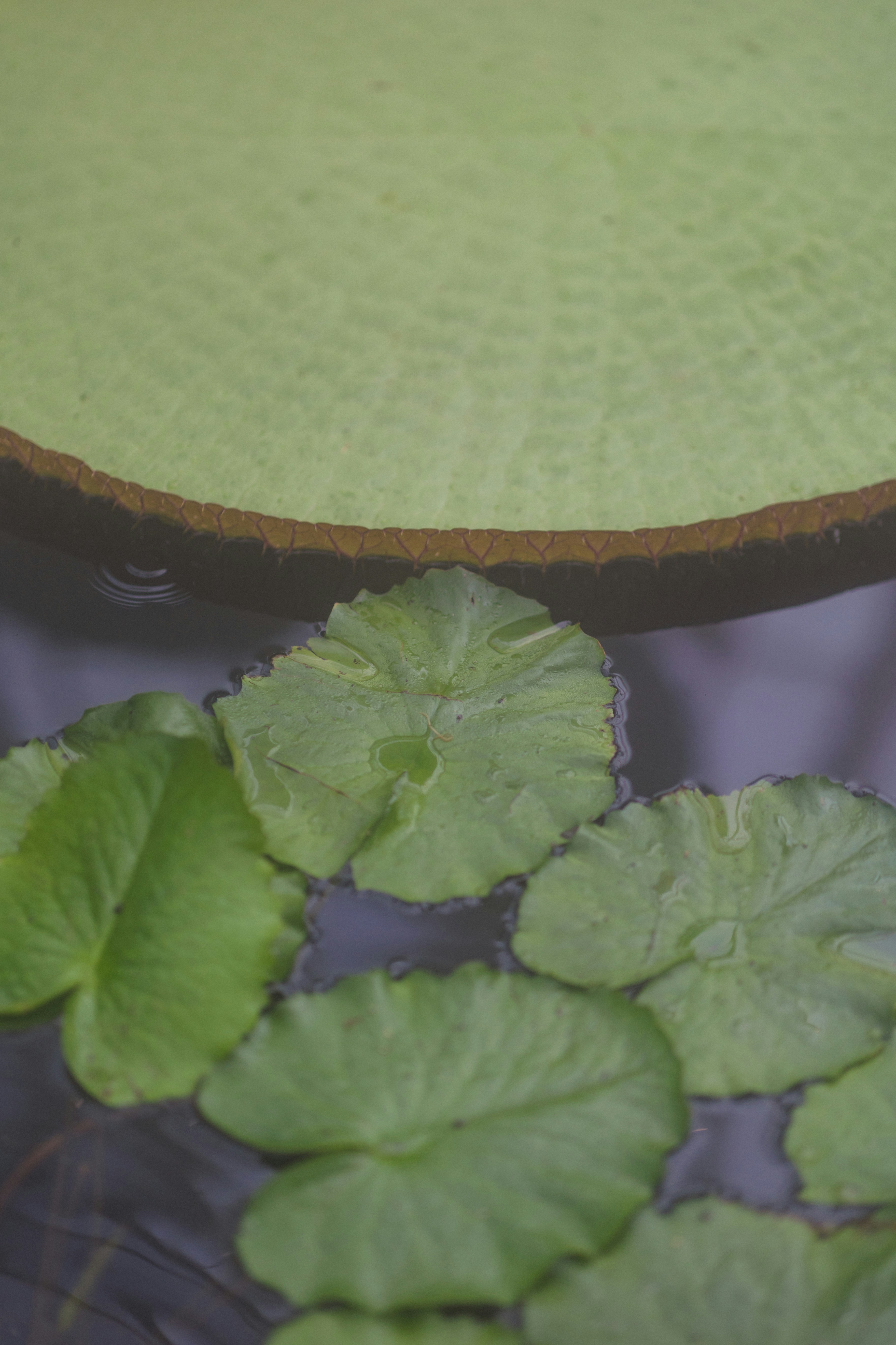 A Quiet Ring of Green: Leaves Beneath a Deposited Calabash