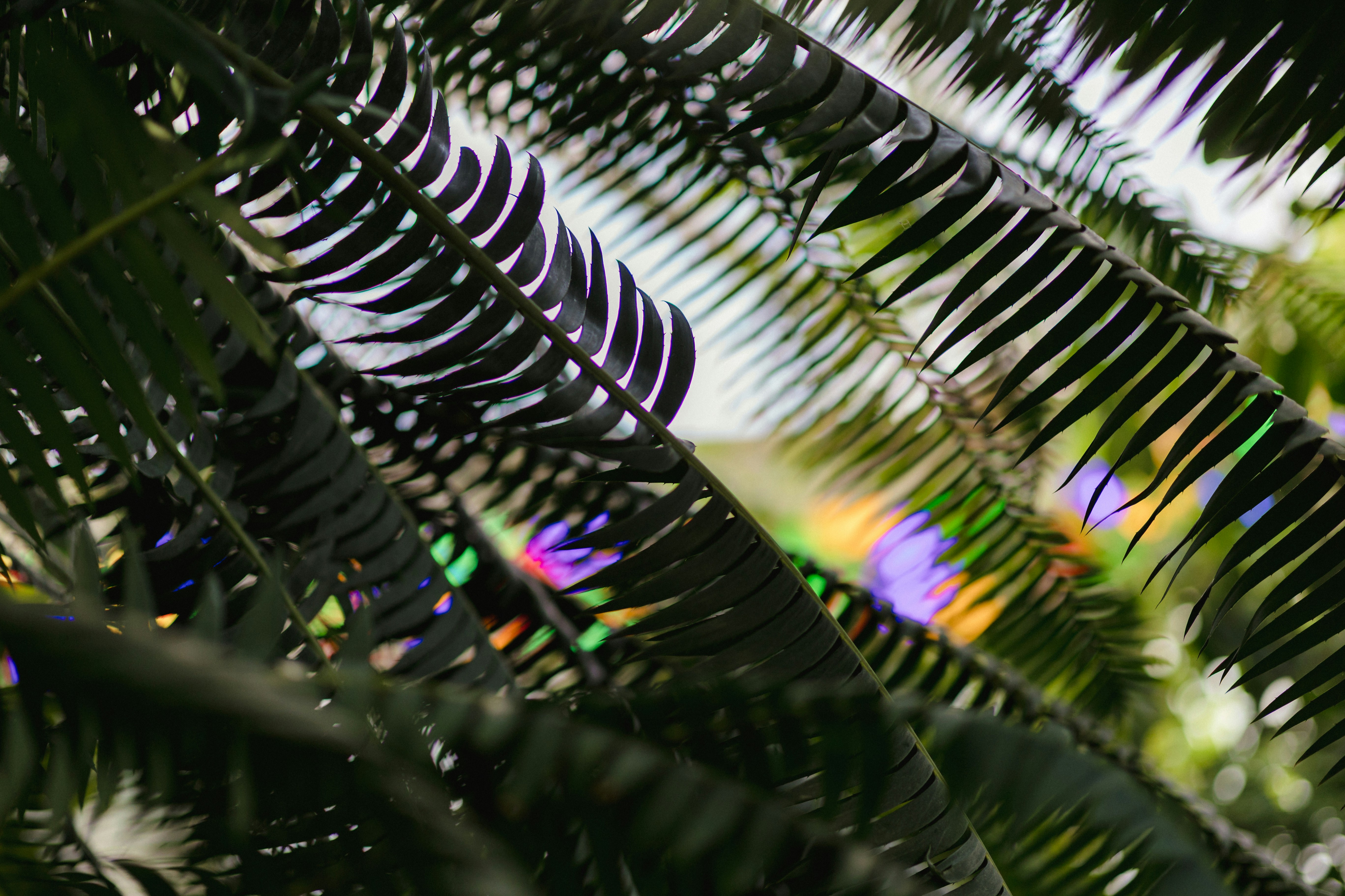 Intricate fern leaves create a layered backdrop, softly revealing colorful lights in the distance. A serene moment captured in nature's embrace.