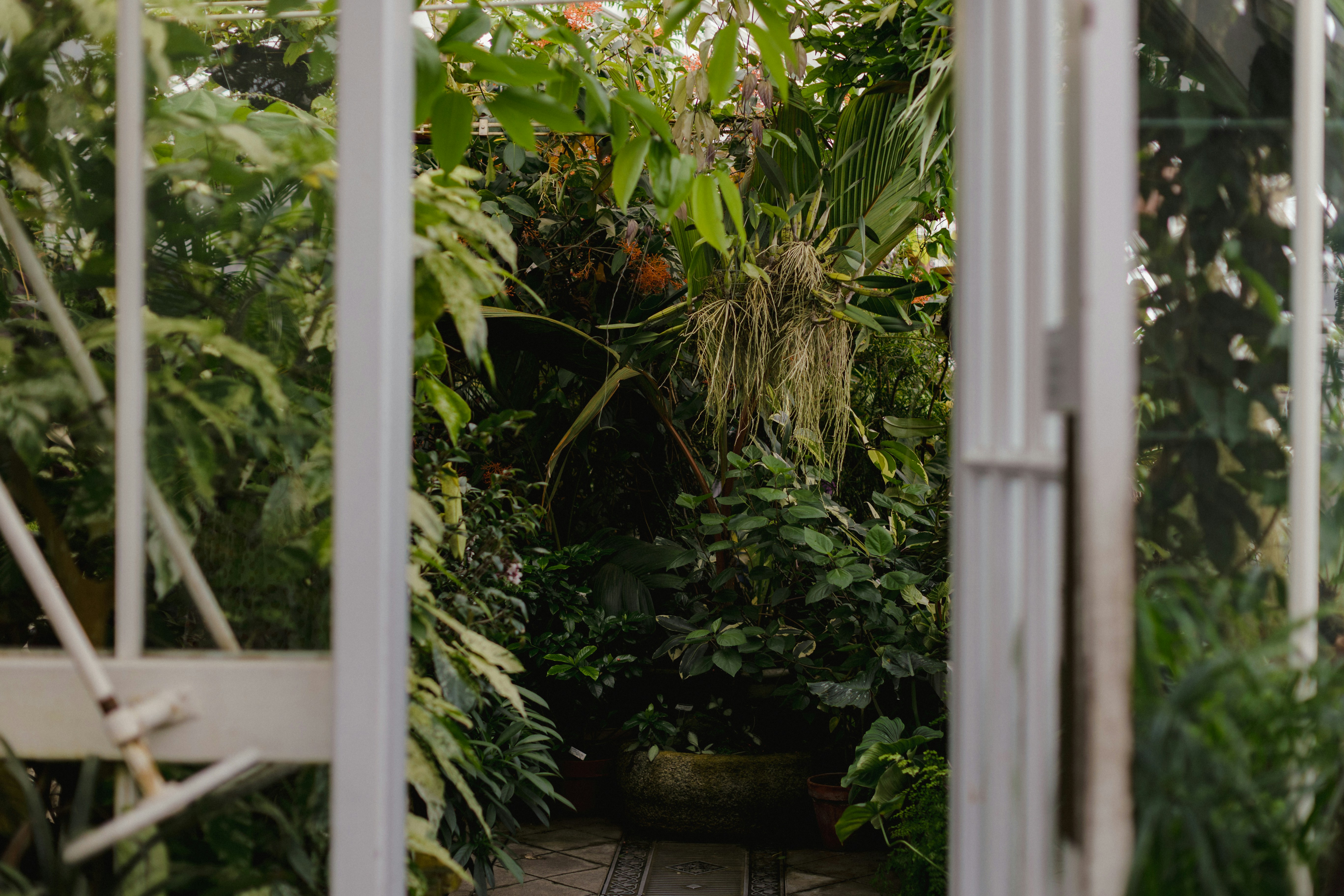 Lush green plants inside a greenhouse.