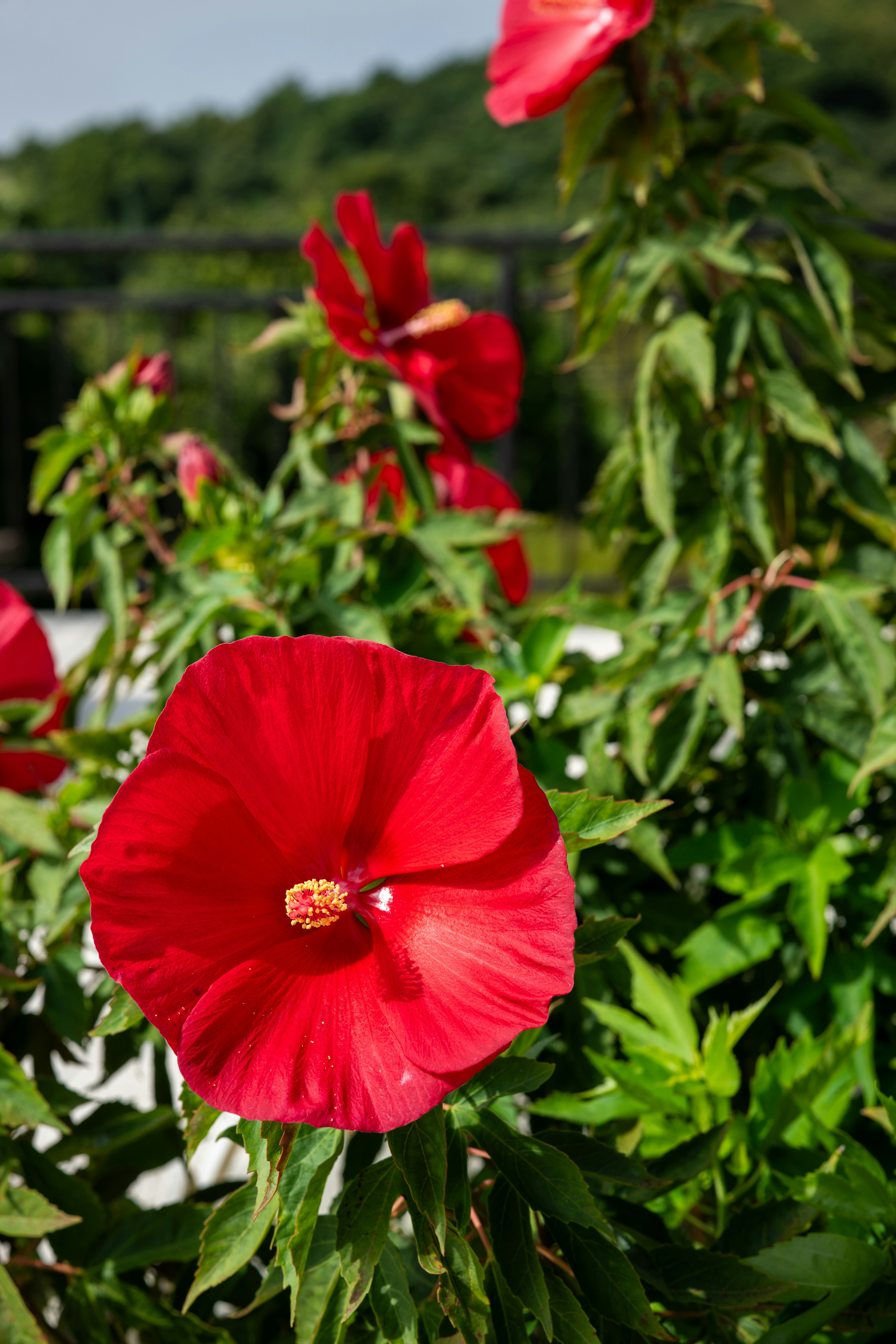 Crimson Hibiscus Close-Up: Sunlit Petals Against a Velvet Green Backdrop