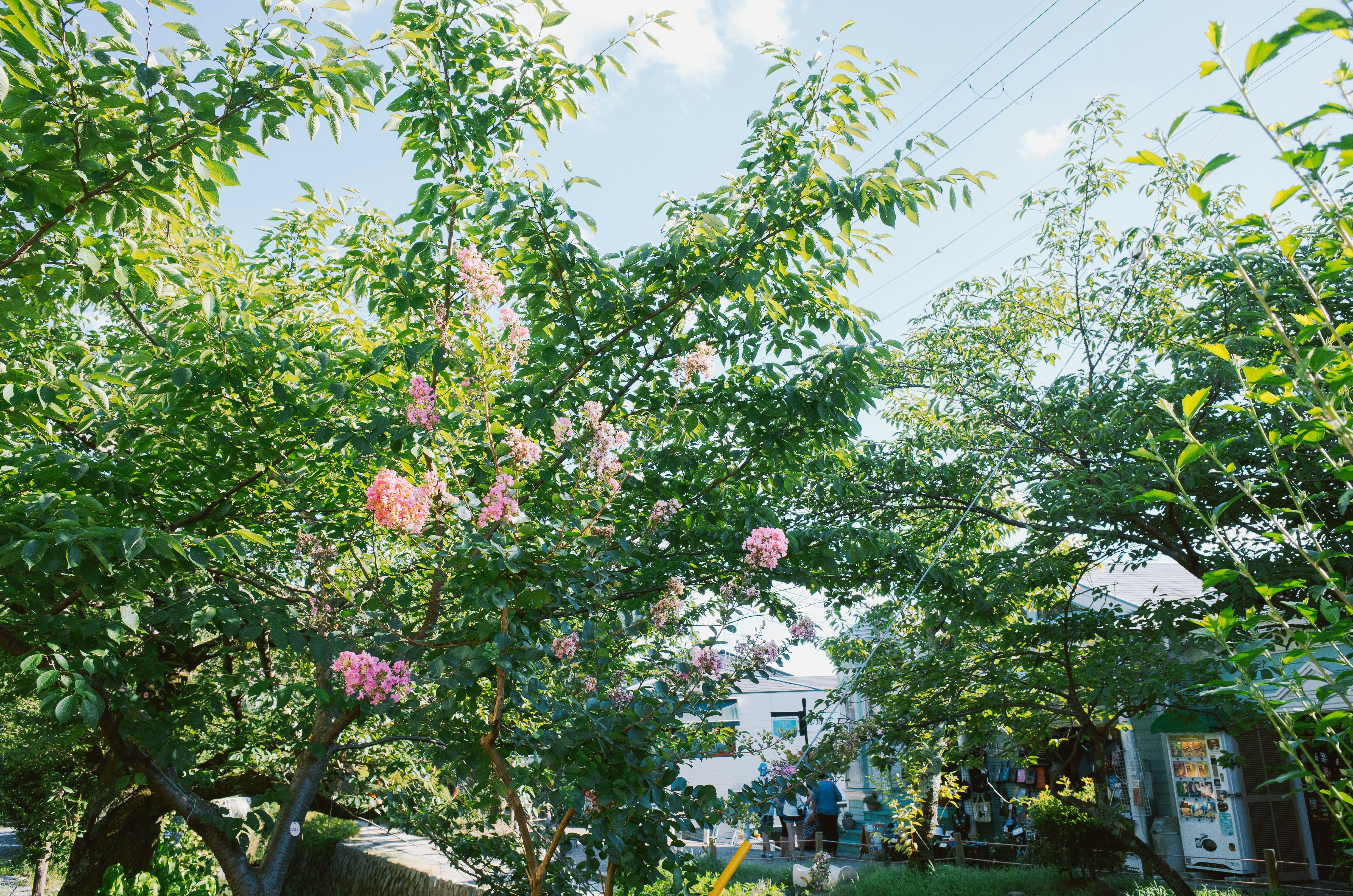 Sunlit Pink Blossoms Framing a Quiet Neighborhood