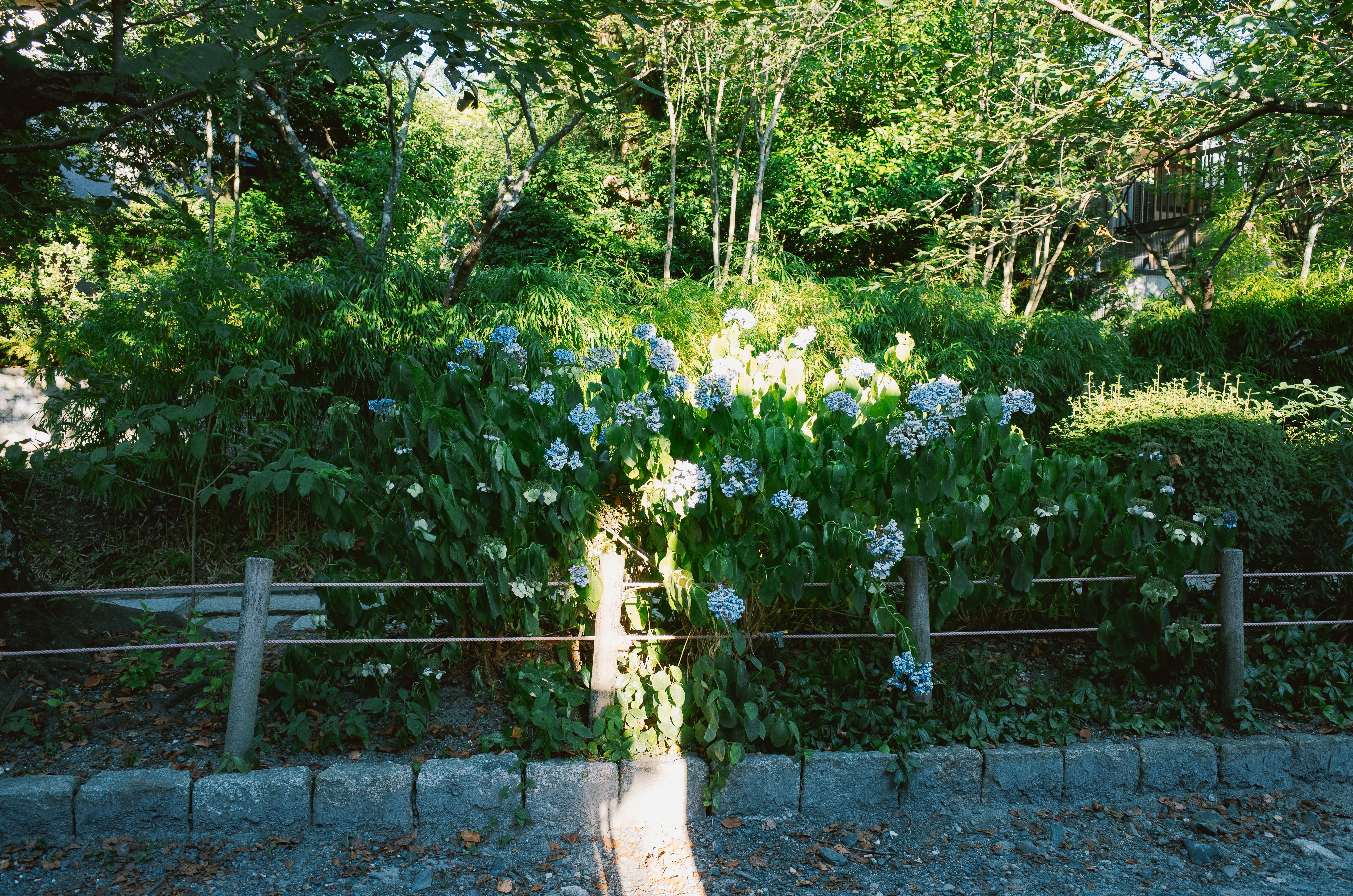 Floral Serenity Amidst Nature's Embrace