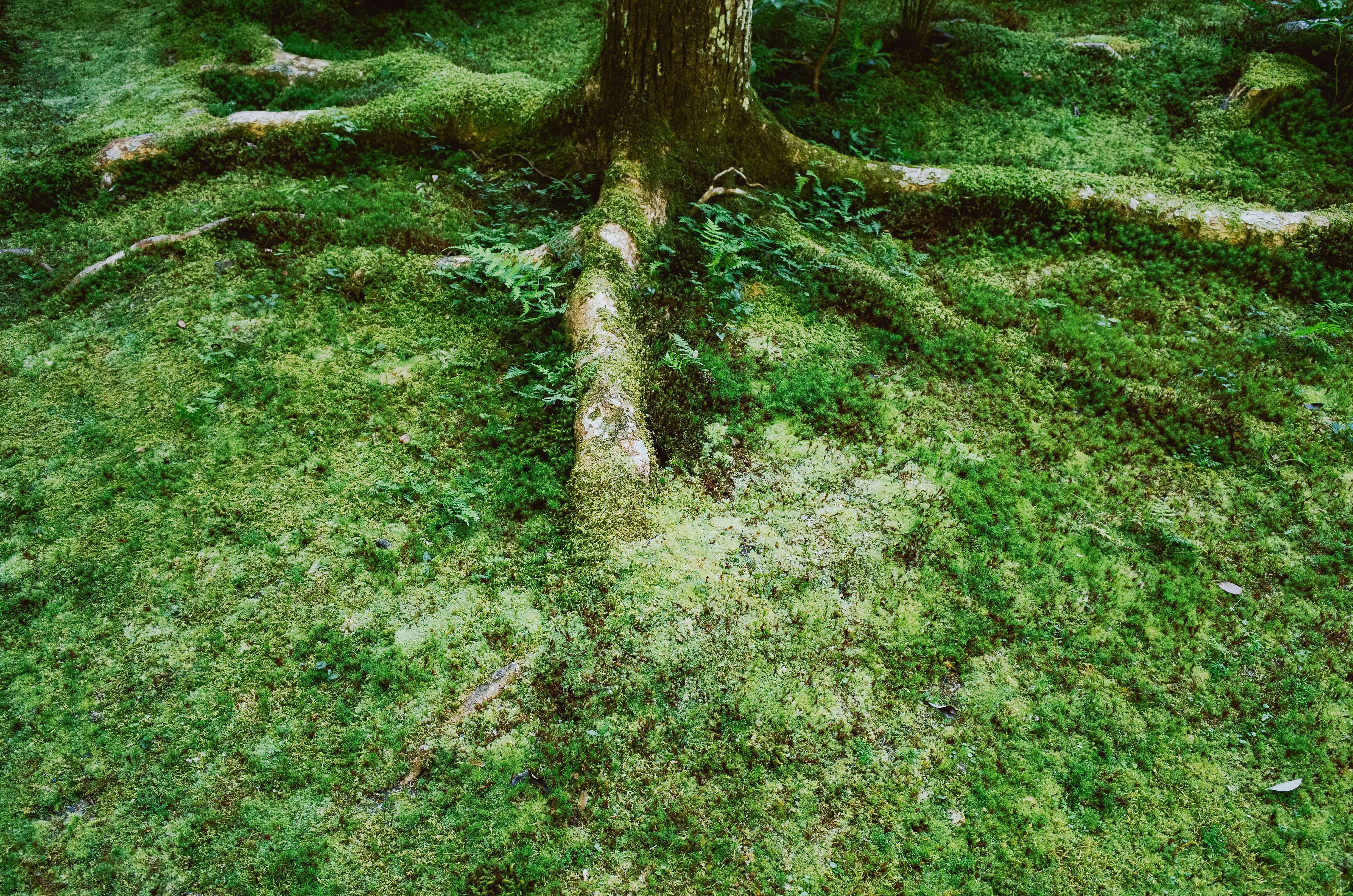 Tree roots covered in lush green moss