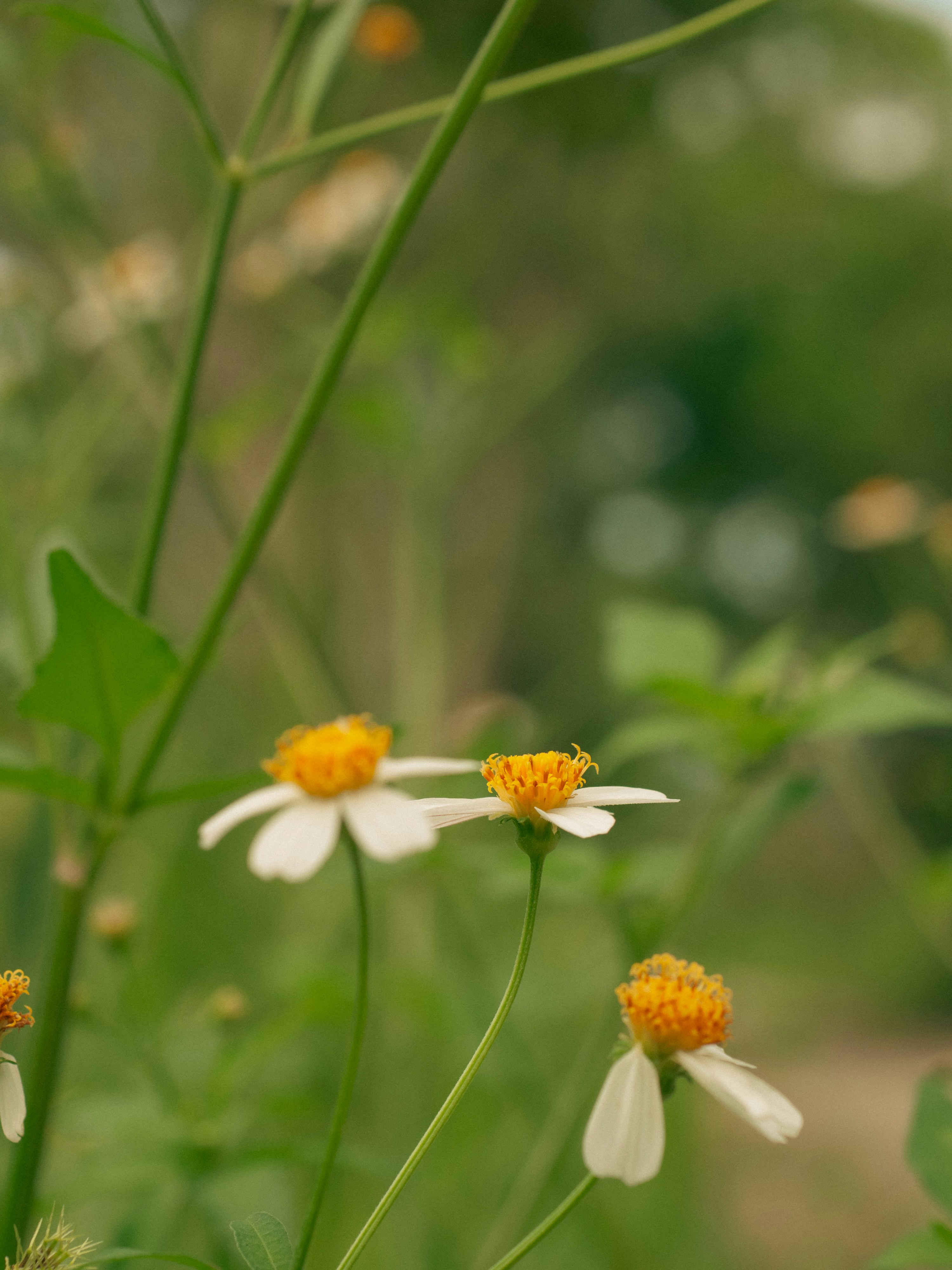Delicate white flowers with vibrant yellow centers stand amidst a lush green backdrop, showcasing the beauty of natural flora.
