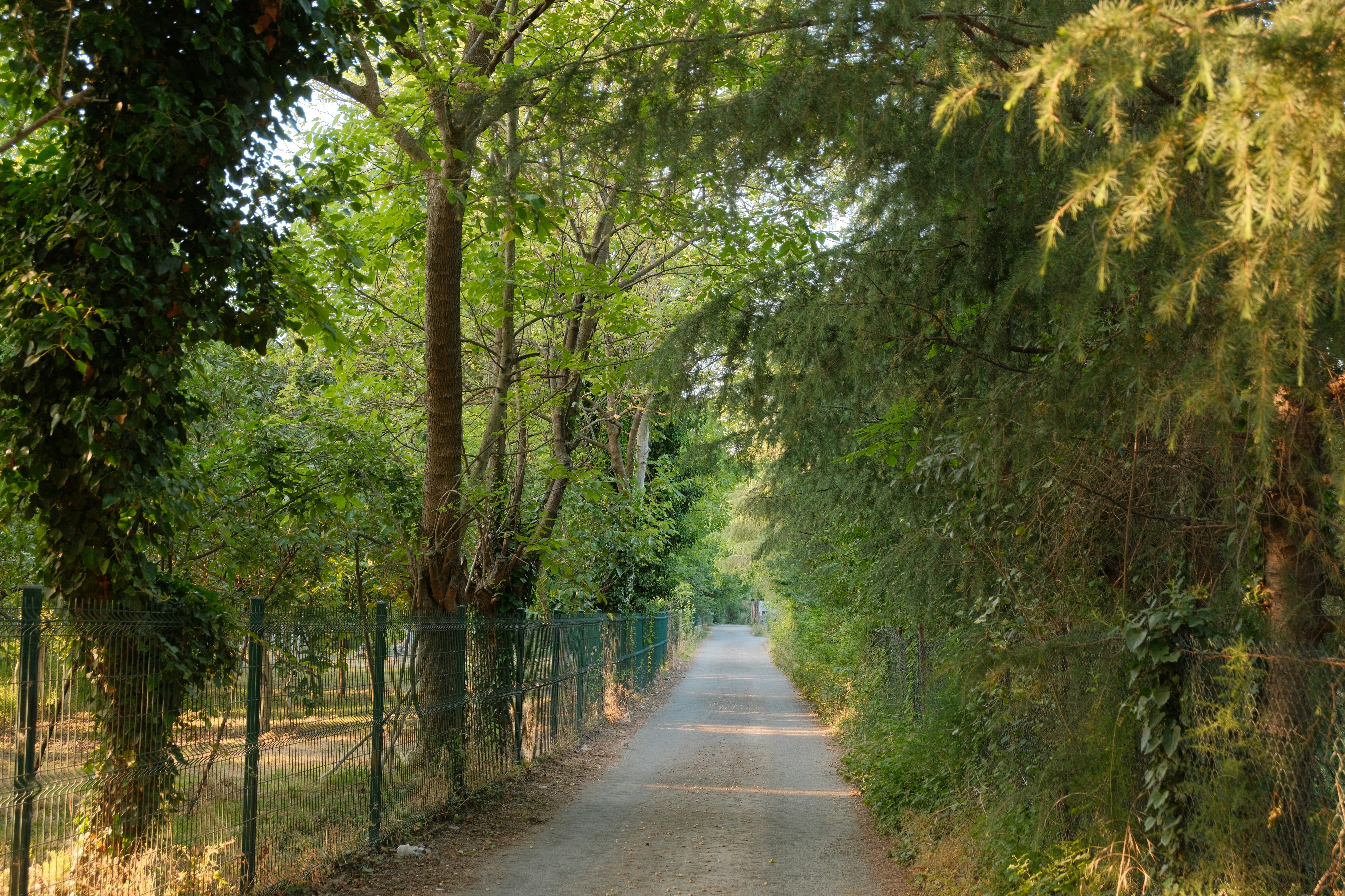 A lovely walkable path in Sapanca, Turkey | A peaceful tree-lined path with a fence