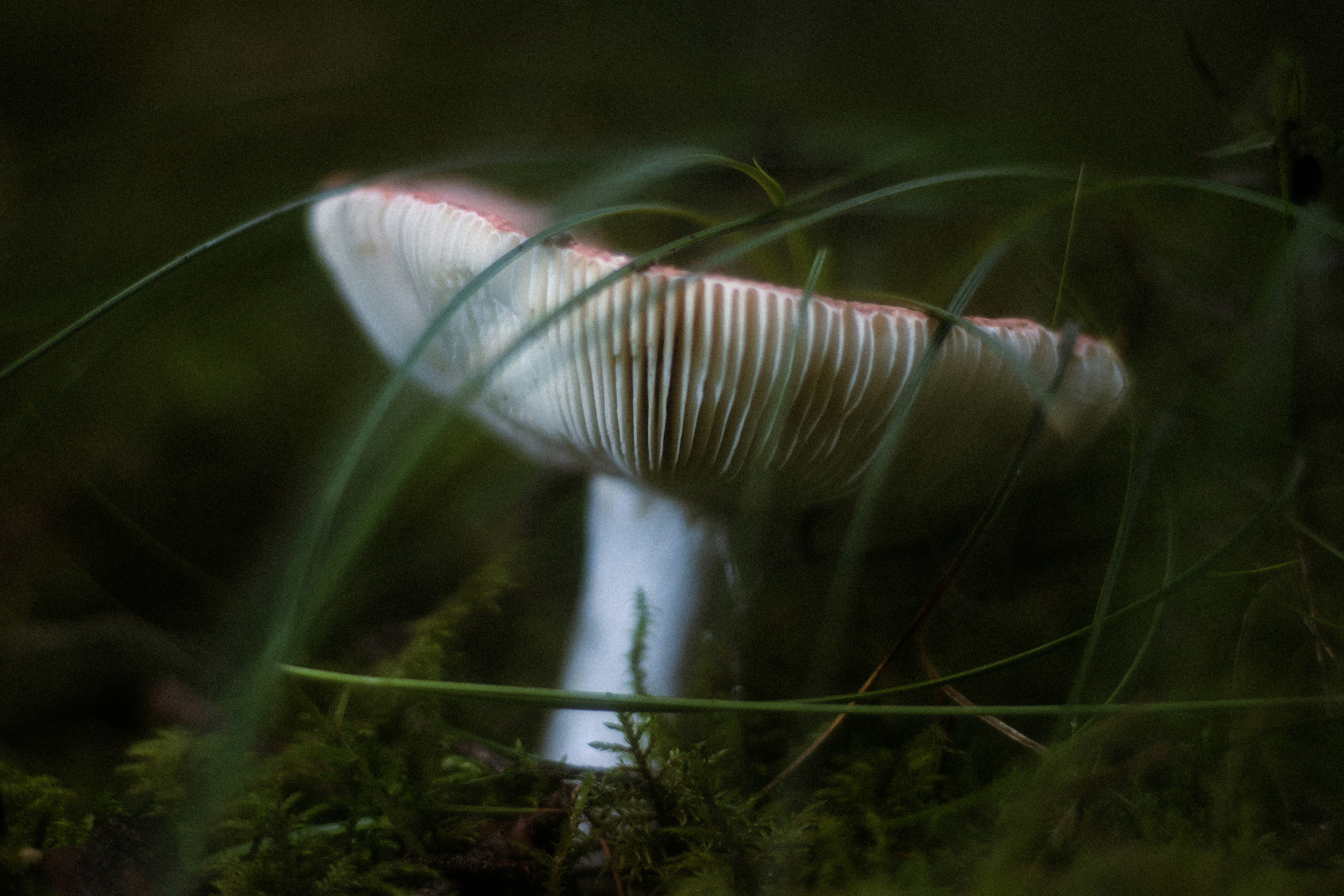 Whispers of the Forest Floor