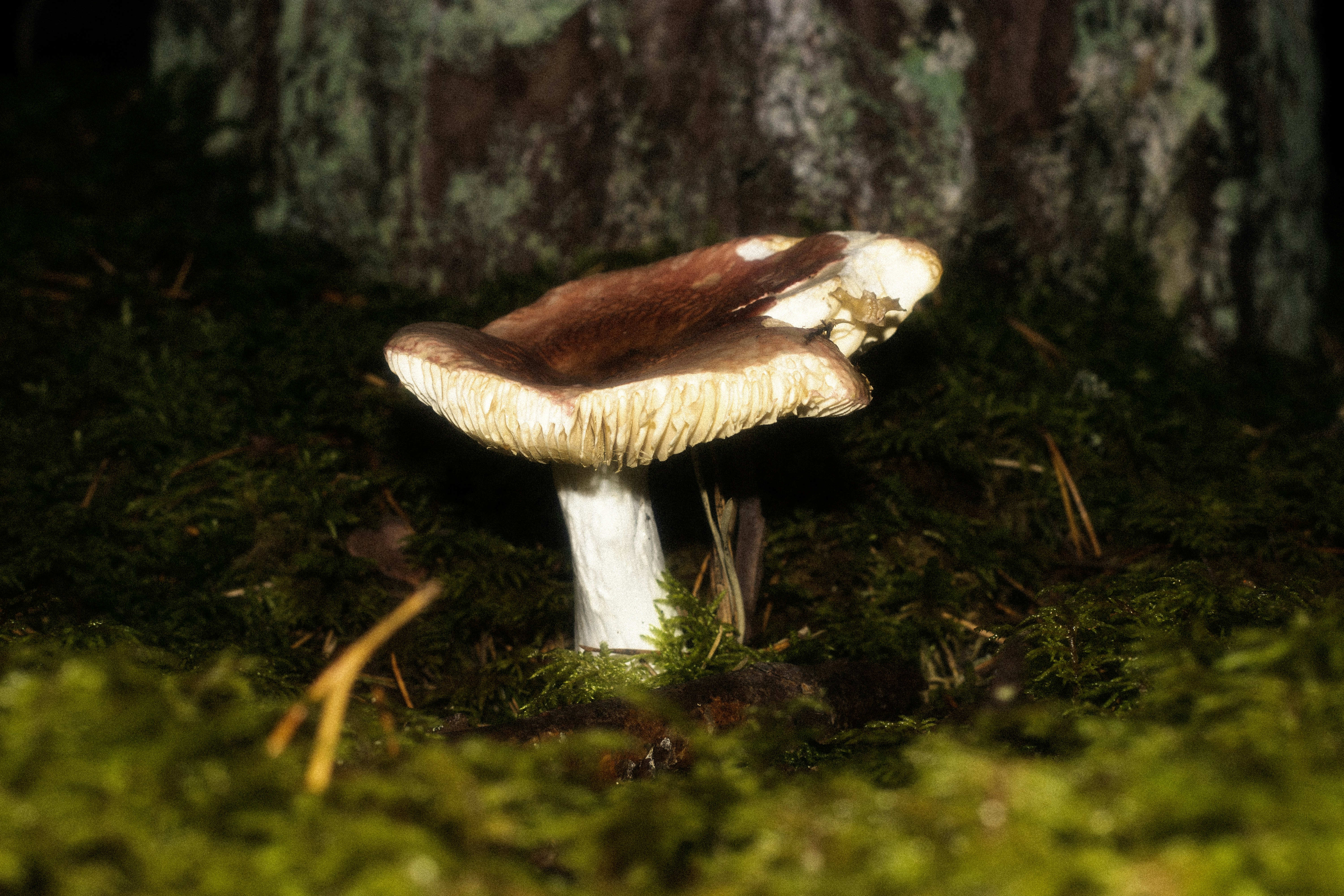 Moonlit Brim: A Lone Mushroom in the Mossy Shadow