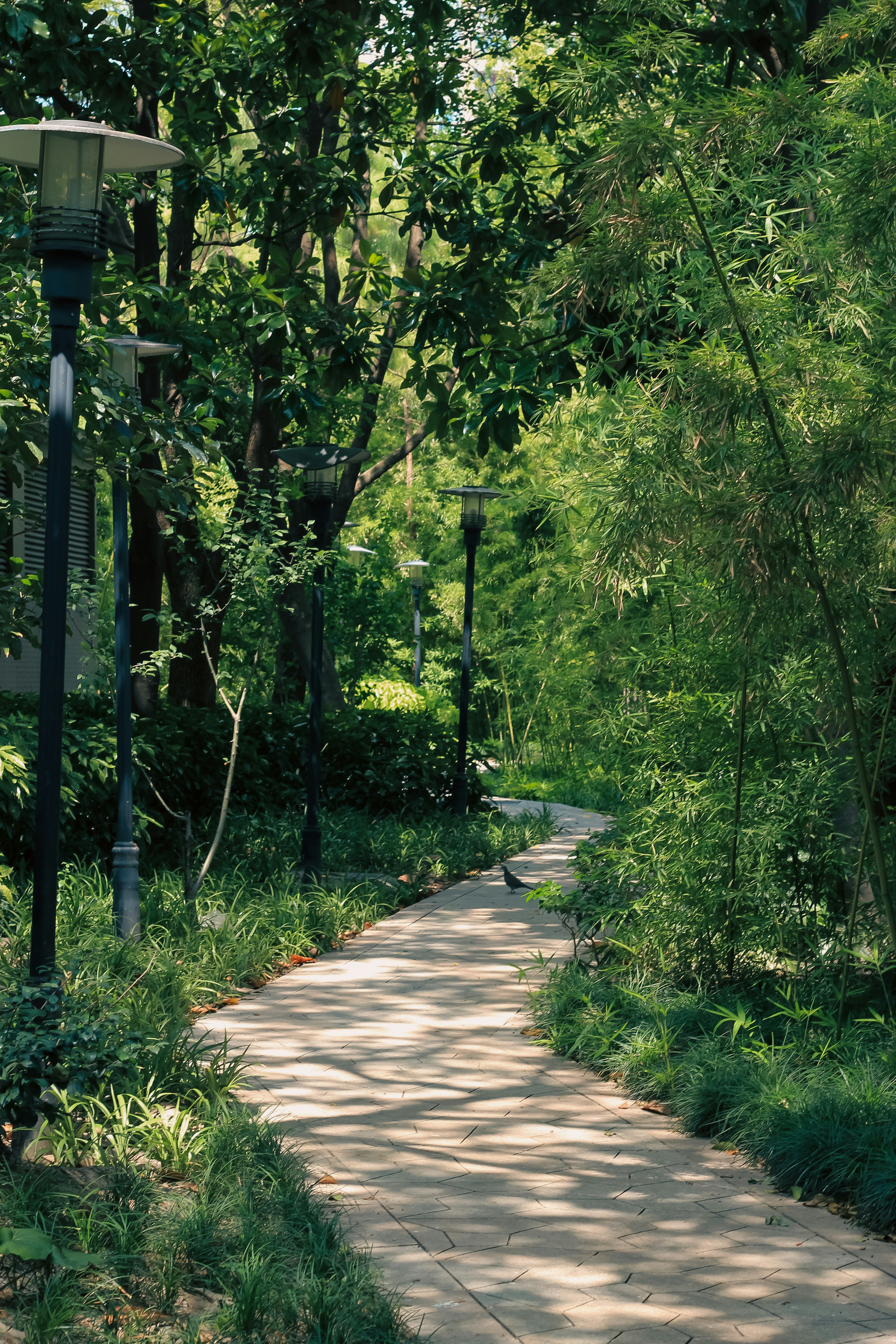 A paved pathway winds through a lush green park.