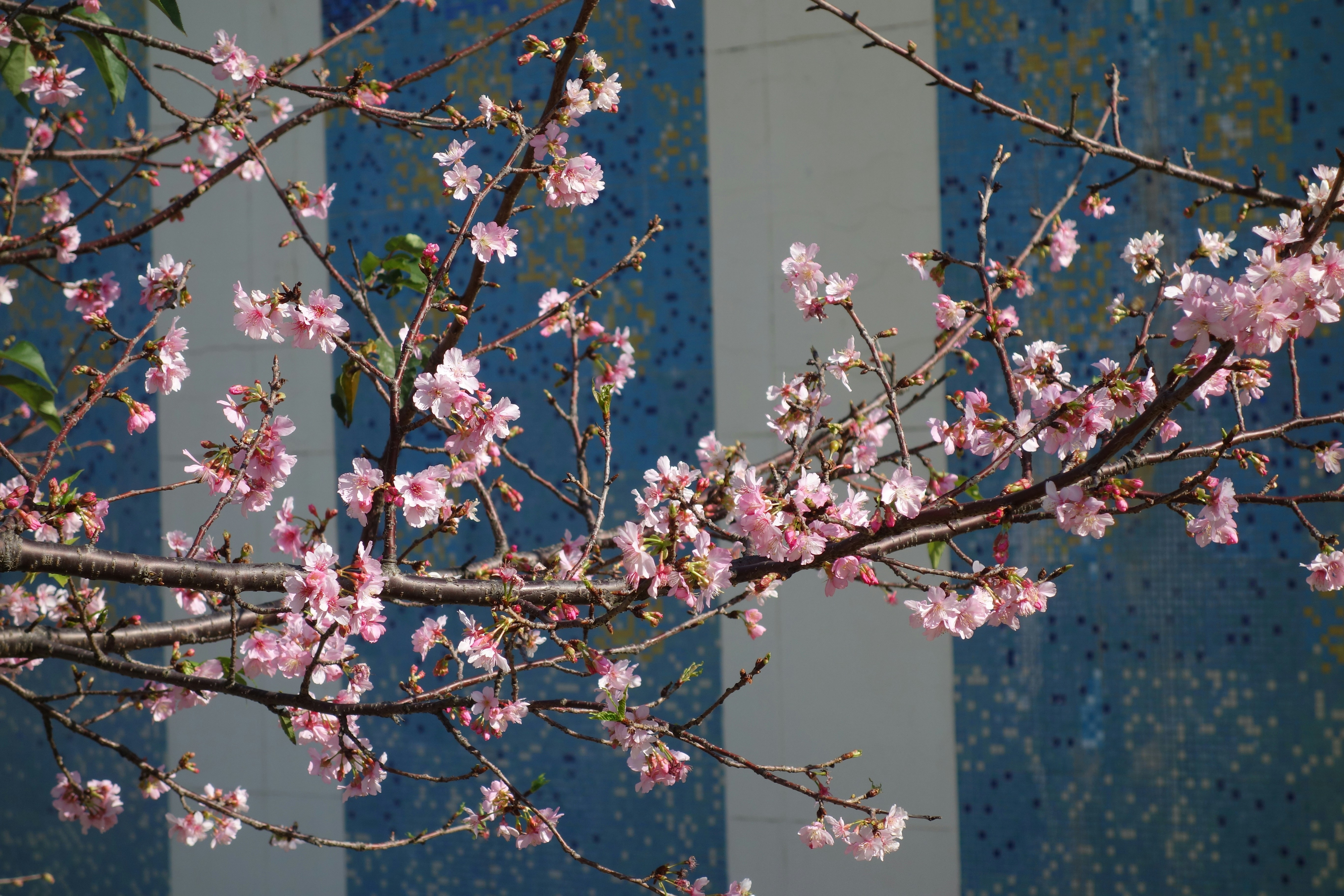 Delicate pink cherry blossoms frame a vibrant blue and gold background, creating a harmonious blend of nature and artistry.