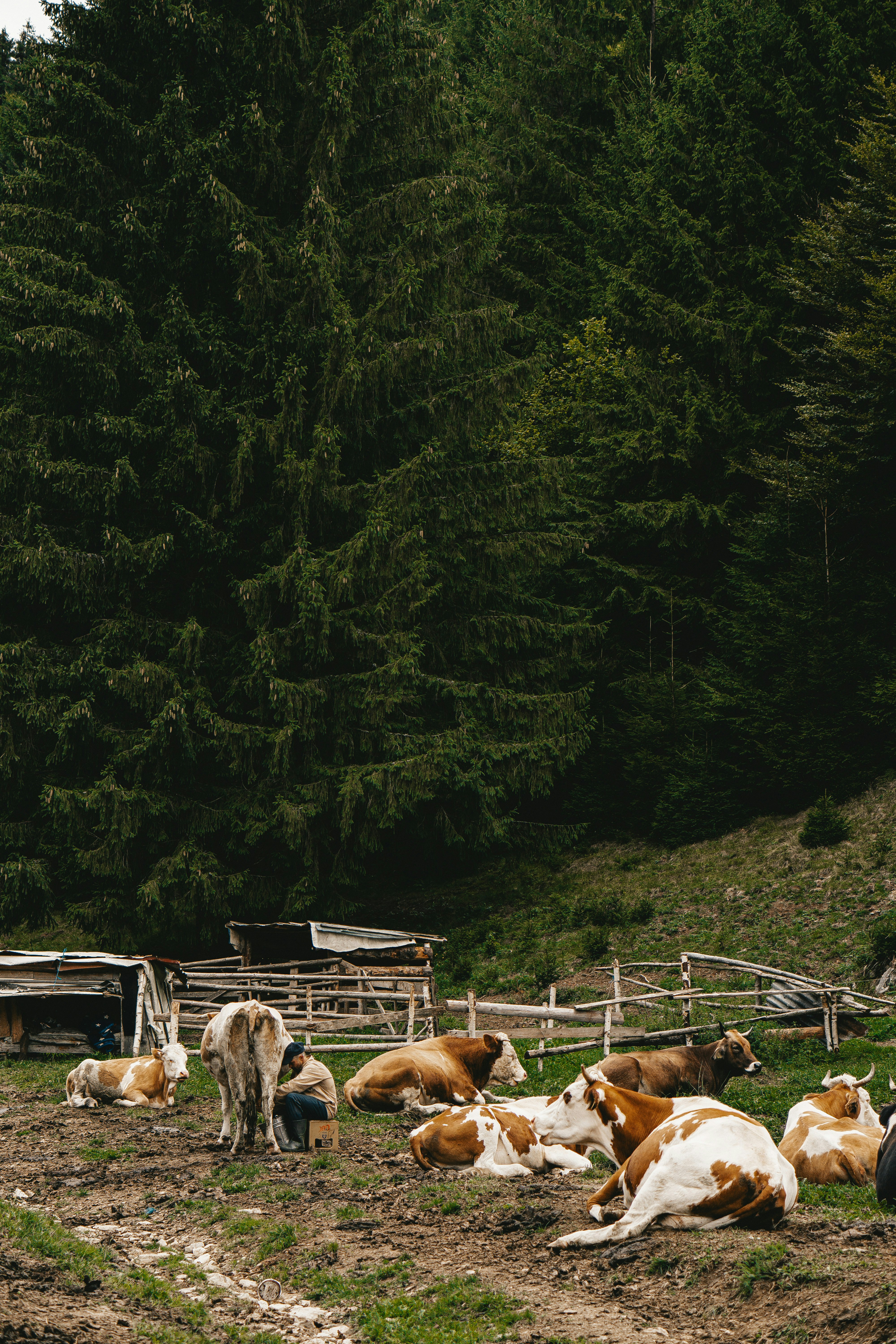 Shepherd milks a cow in the Romanian mountains stock photo | Cows resting near a forest and farm buildings.