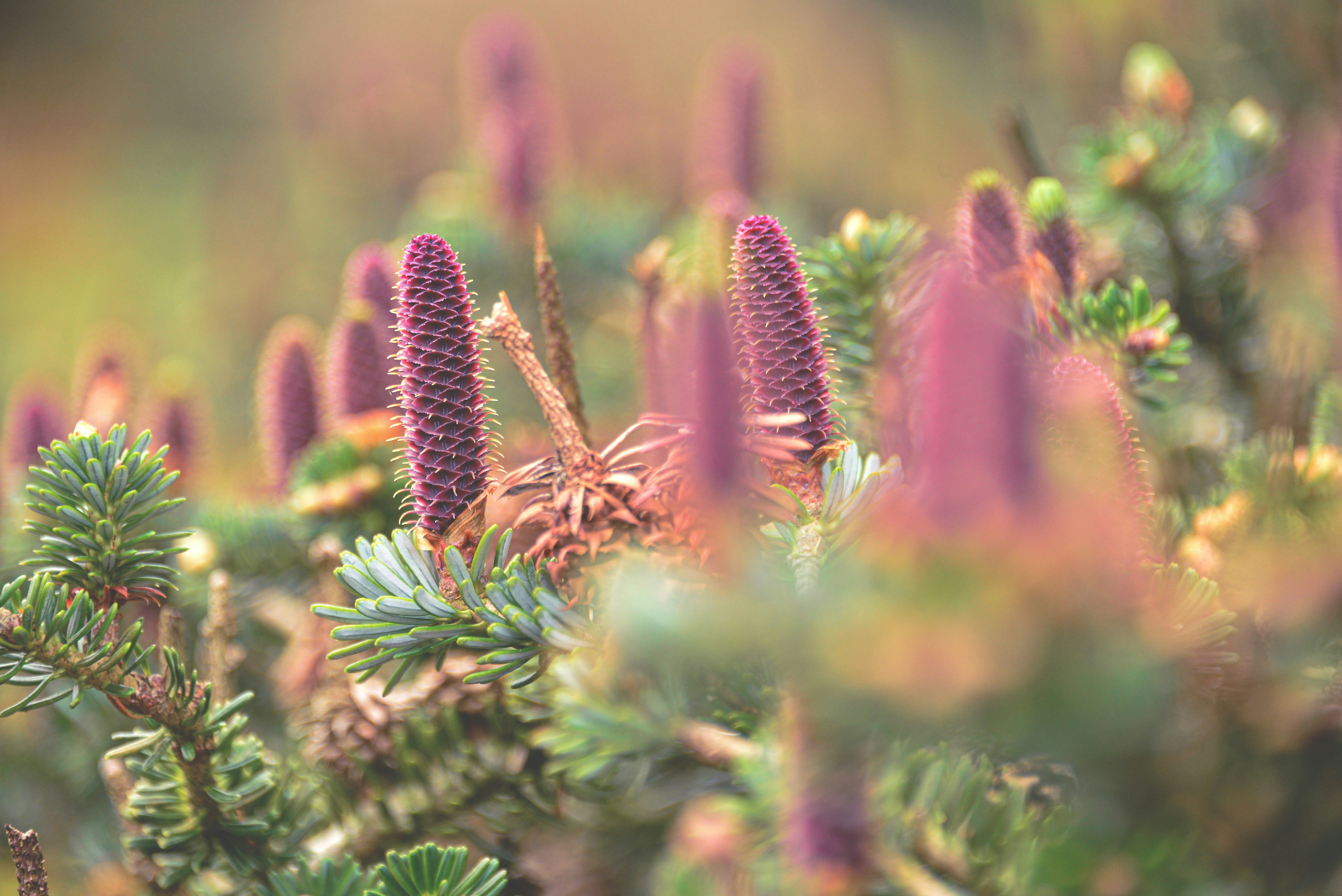 Close up of purple pine cones on a pine tree