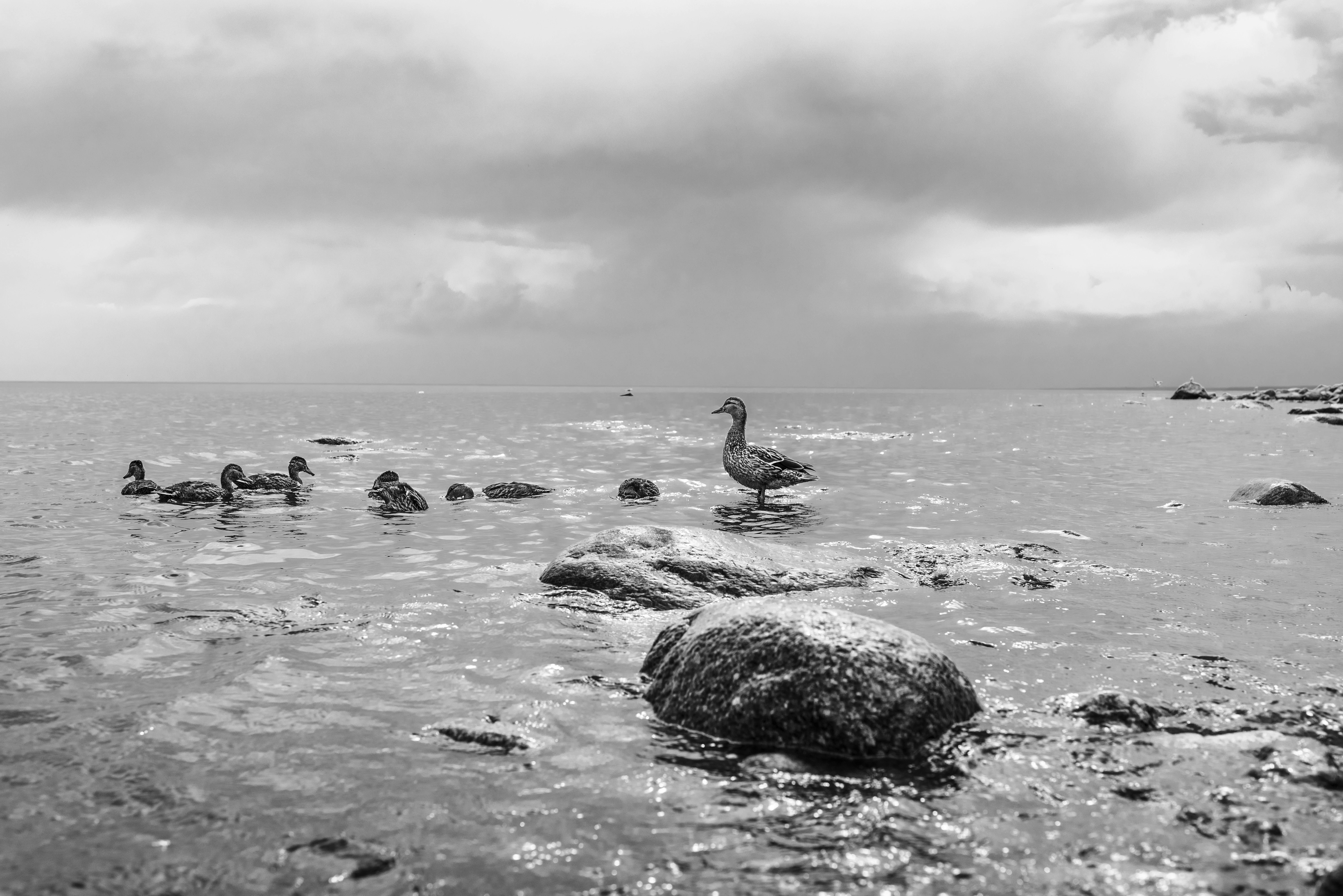 Harmony at Water's Edge