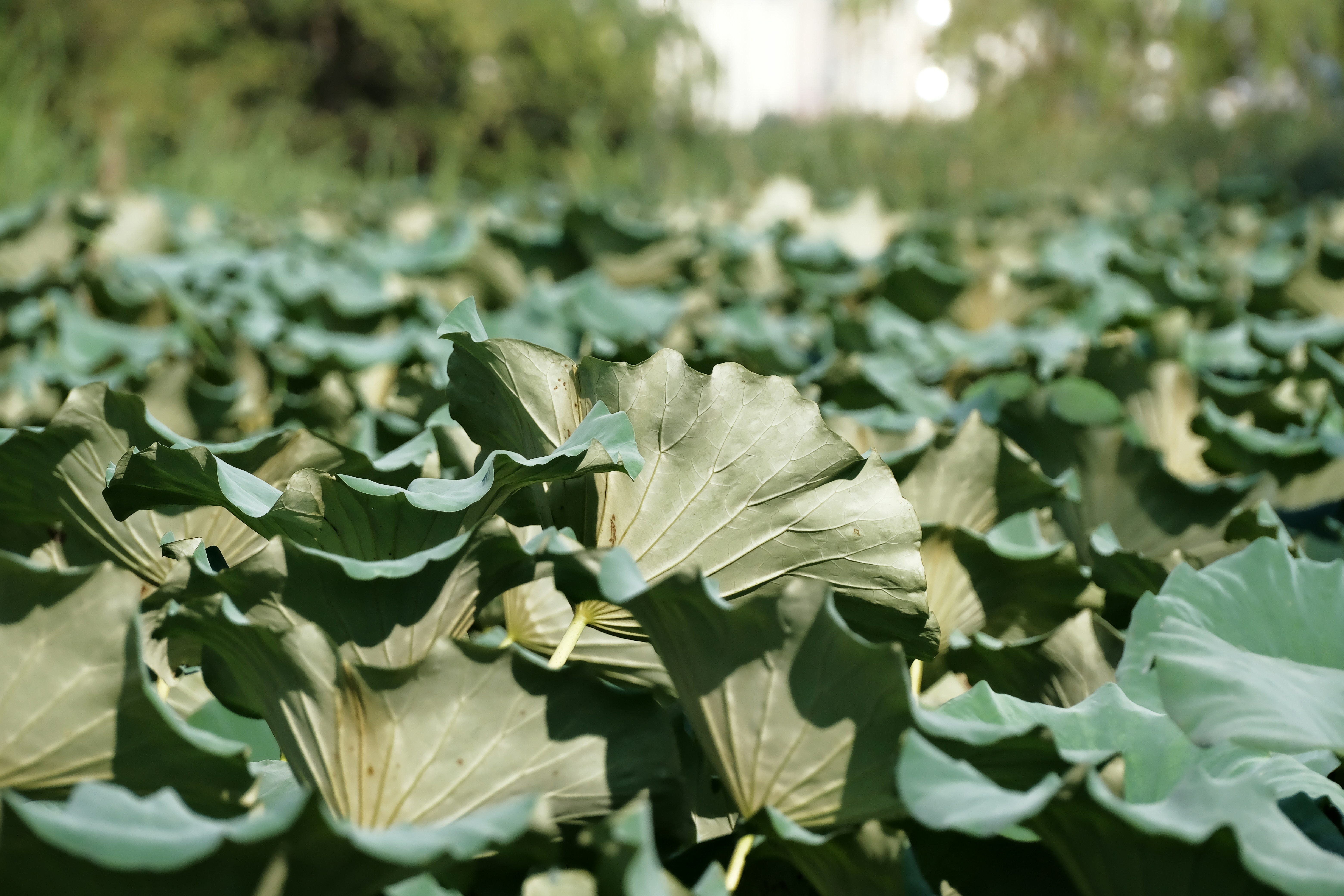 Vibrant green lotus leaves undulating in the sunlight, creating a serene tapestry of nature's design.