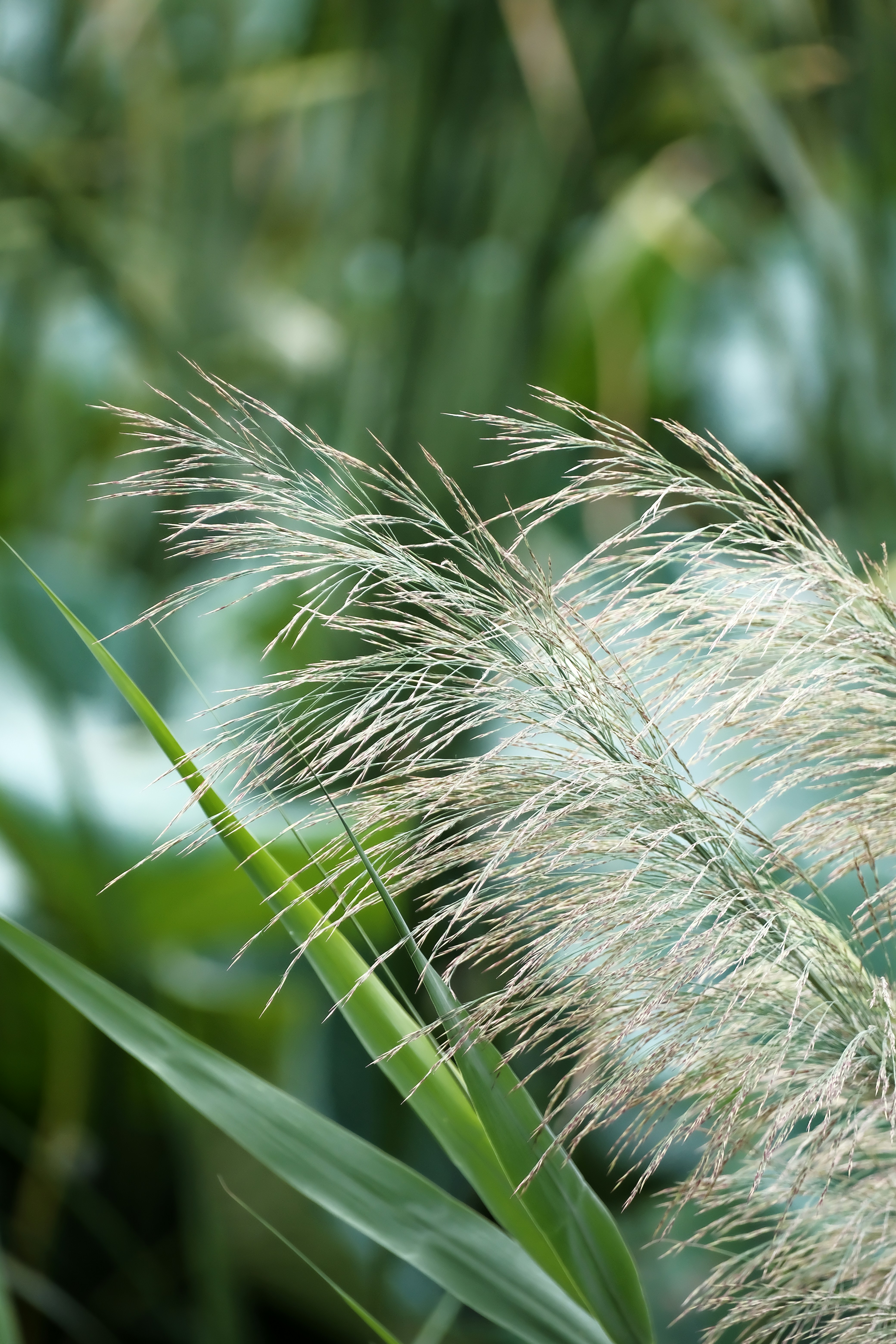 Whispers of the Wind: The Elegance of Pampas Grass