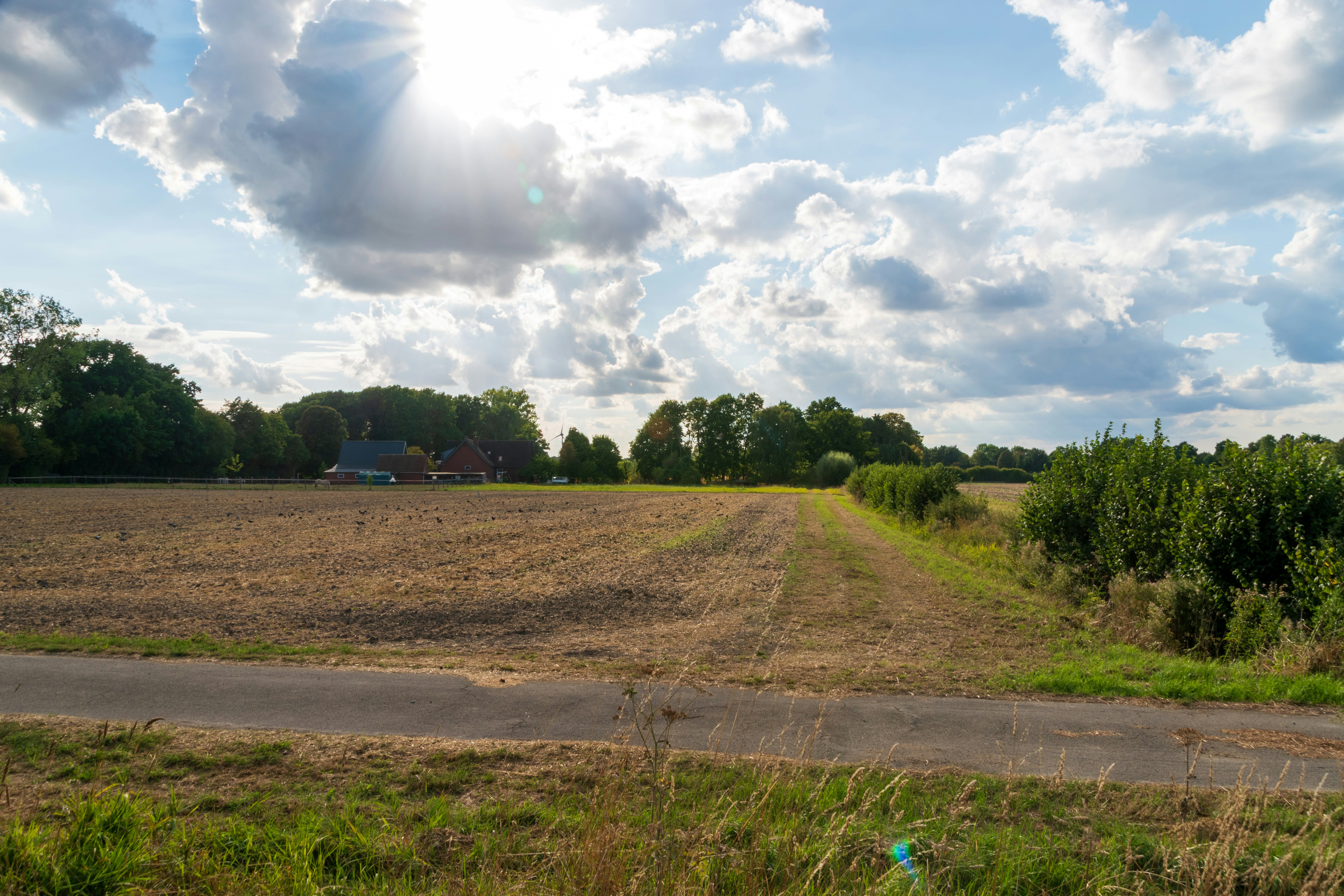 Golden field under a cloudy sky with trees