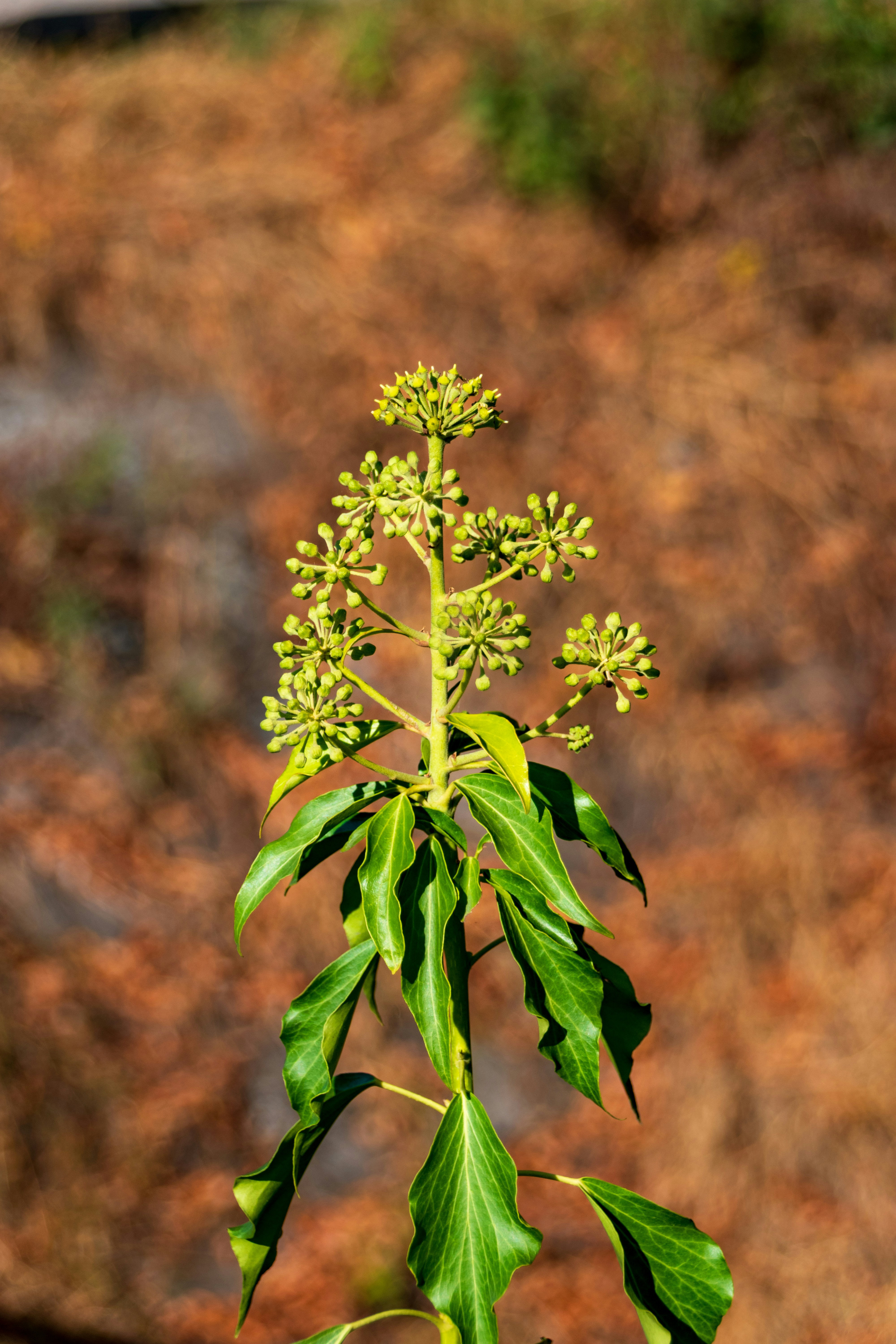 Green ivy plant with clusters of small buds