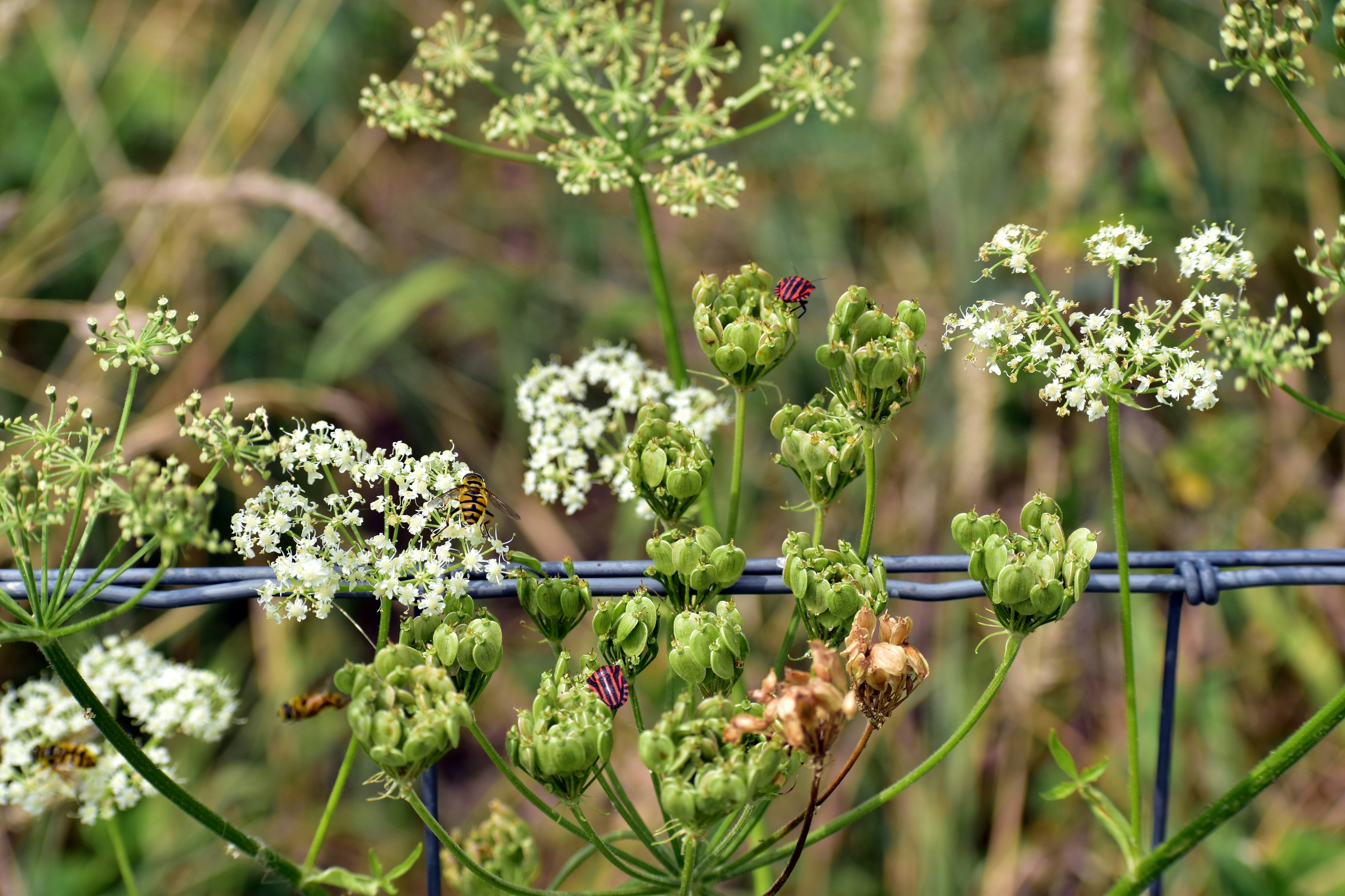 Nature's Intricate Tapestry: A Floral Encounter