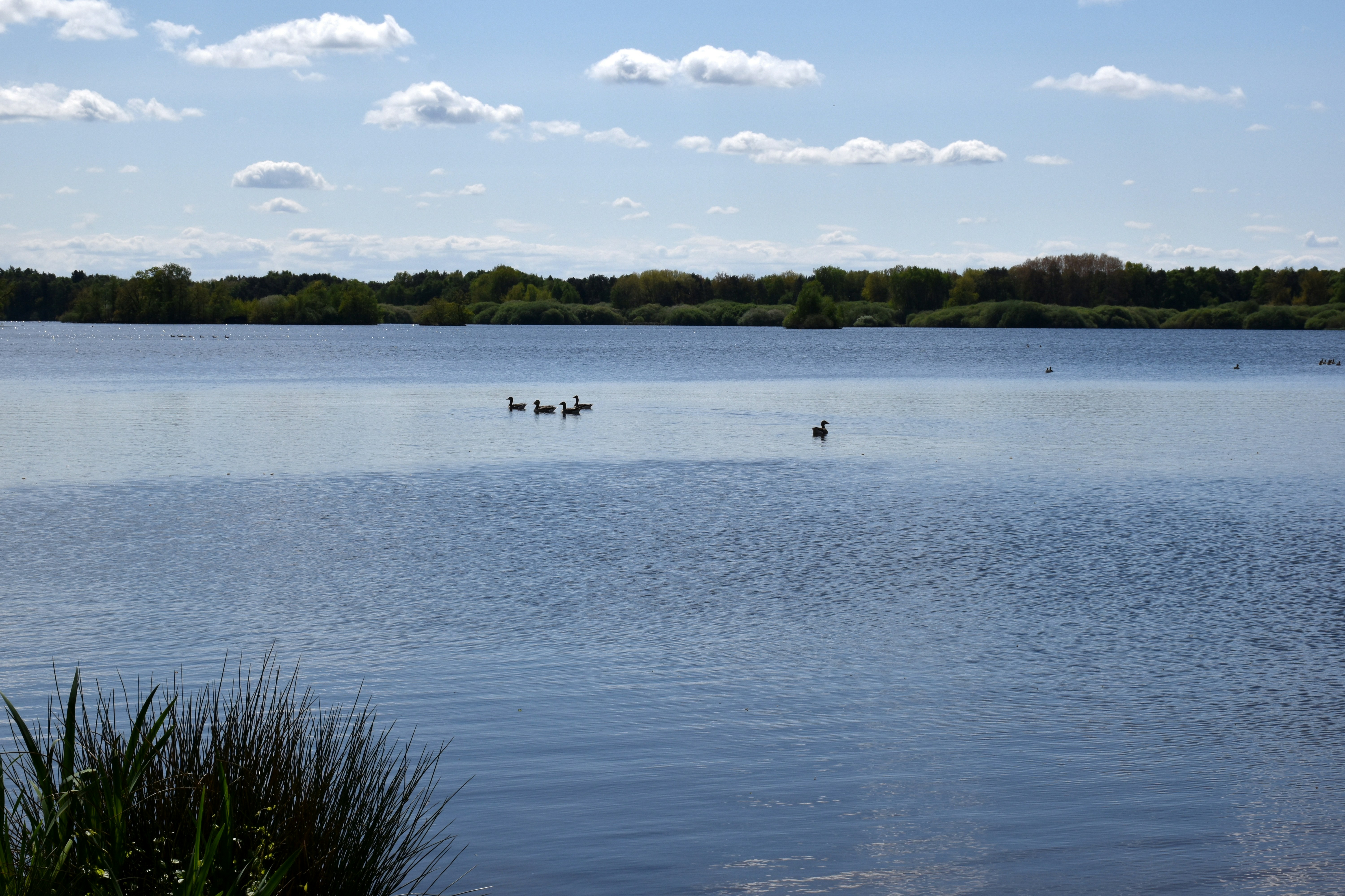 A quiet lake (Nature - landscape) | Swans swimming in a calm lake under a cloudy sky